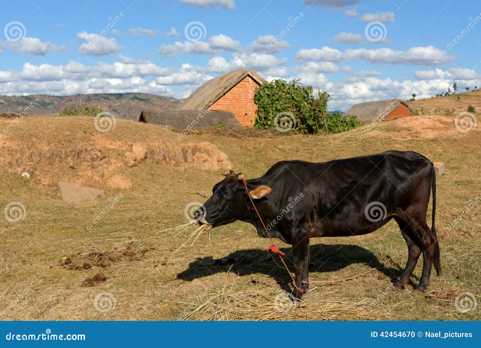 Village in Madagascar stock photo. Image of sunny, plant - 42454670
