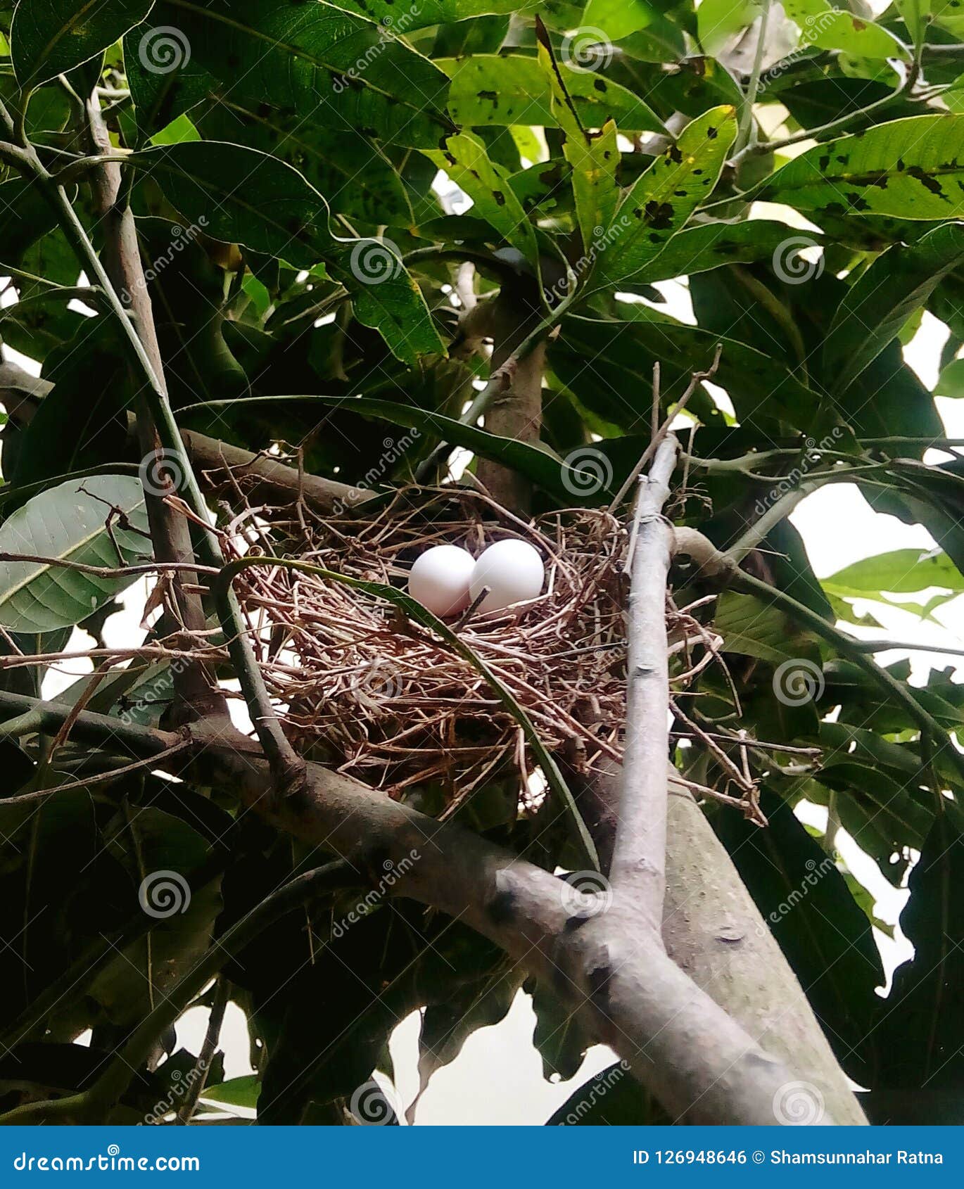 Bird Nest with Egg Mango Tree. Stock Photo - Image of bird, pets: 126948646