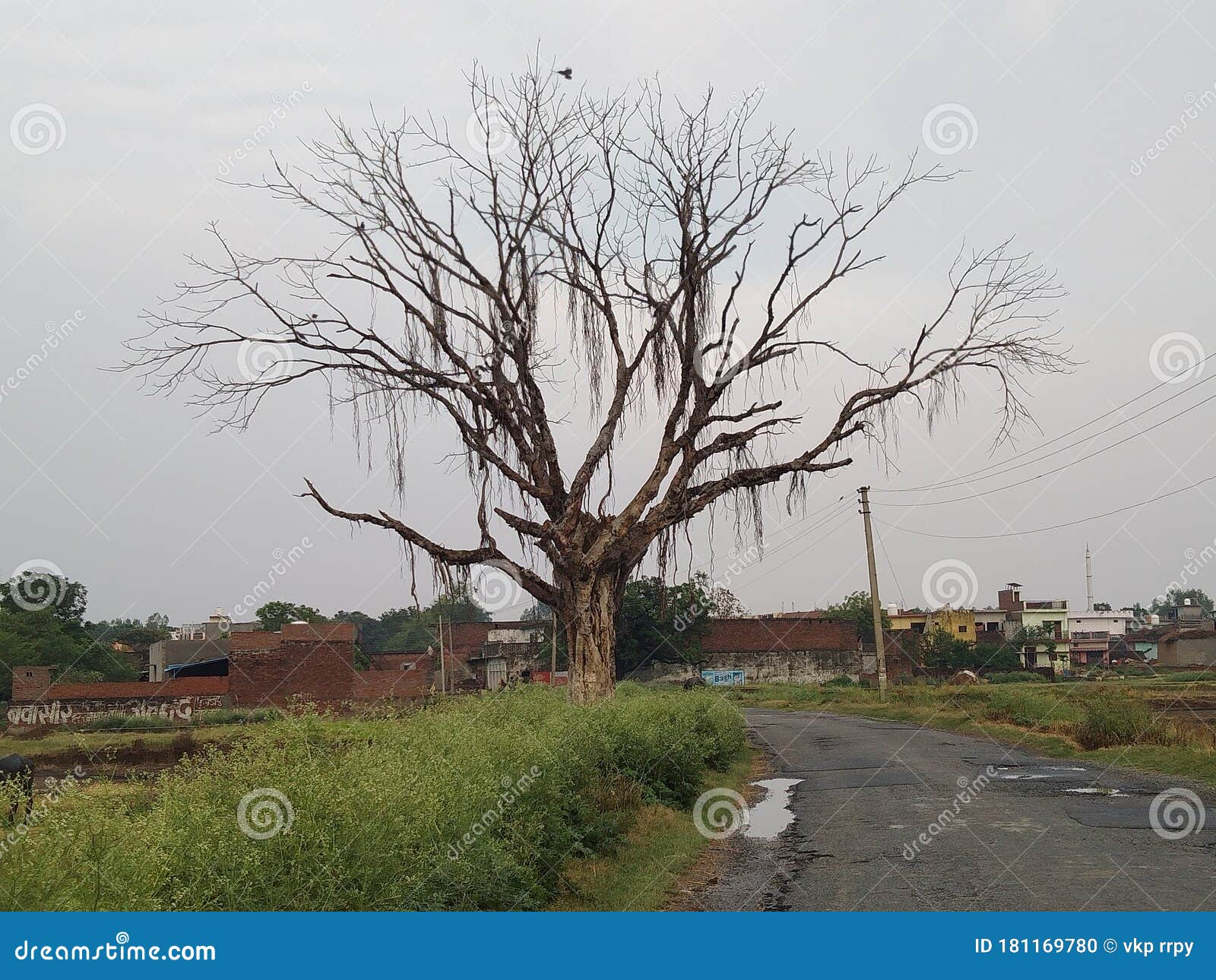 Bargad Tree Tempal On Panchmukhi Mahadev Ji Royalty-Free Stock Image ...