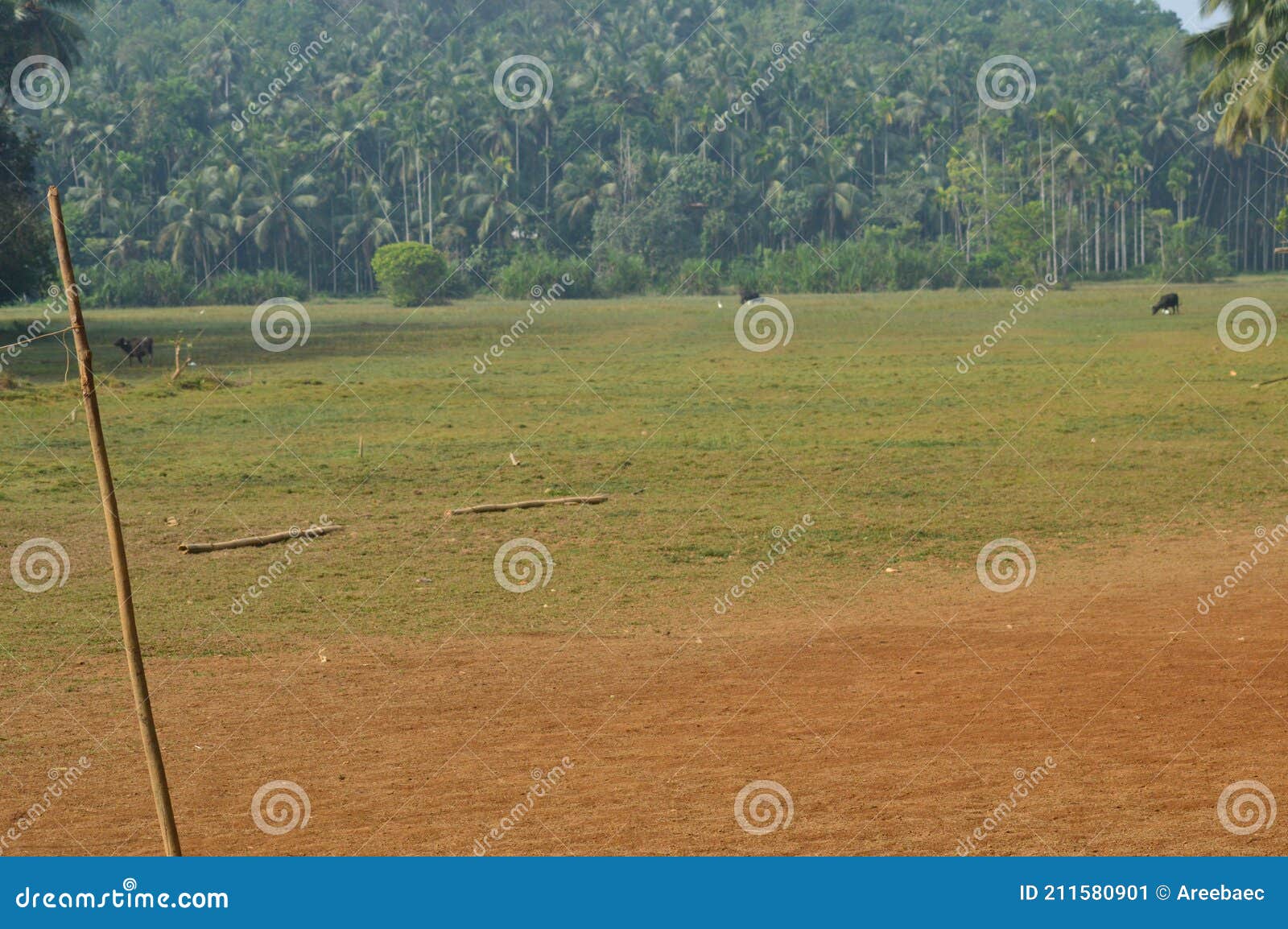Village Paddy Field Summer Morning View with Lush Greenery Stock Image ...