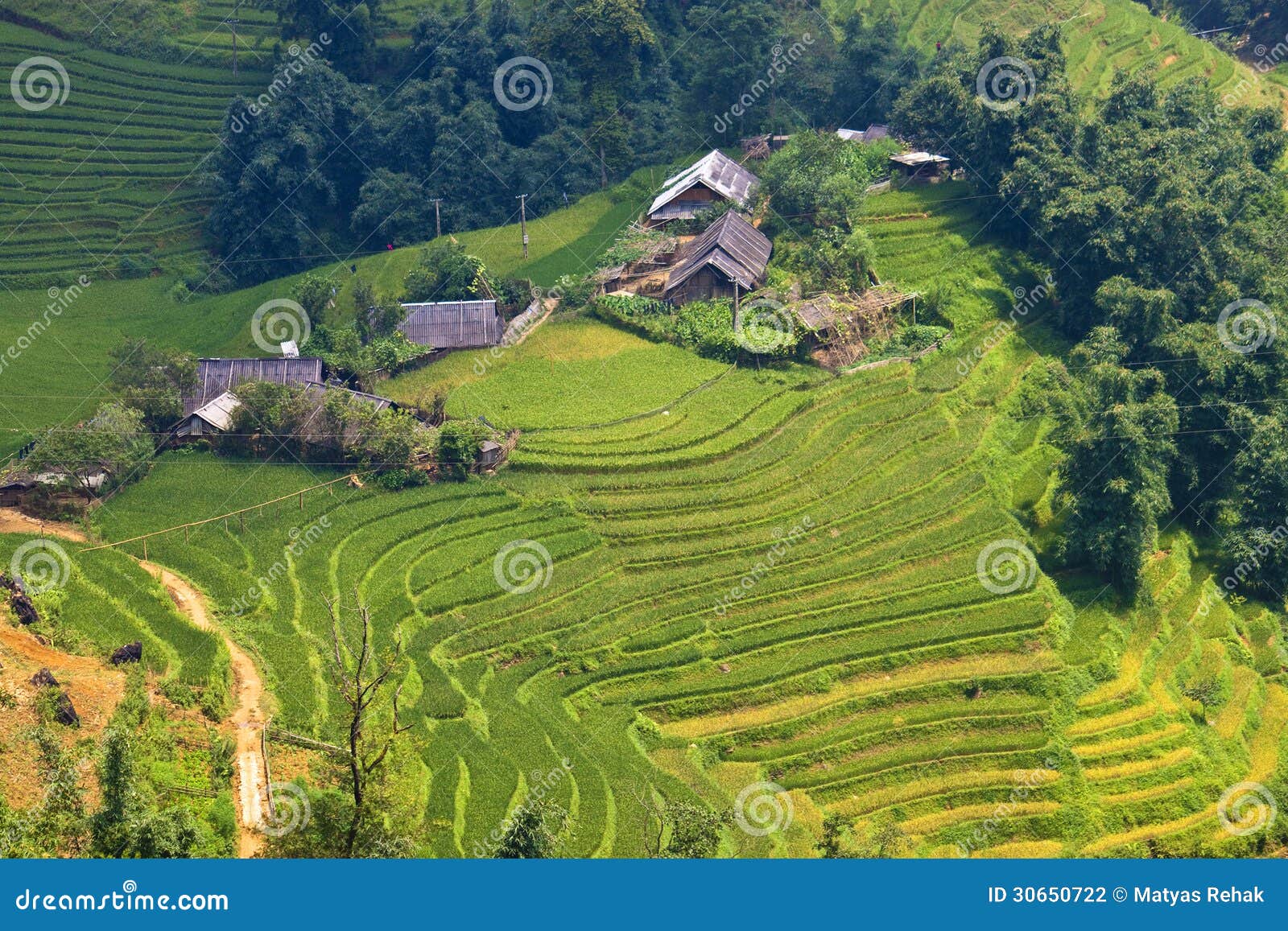 Village and paddy fields stock photo. Image of farmland - 30650722