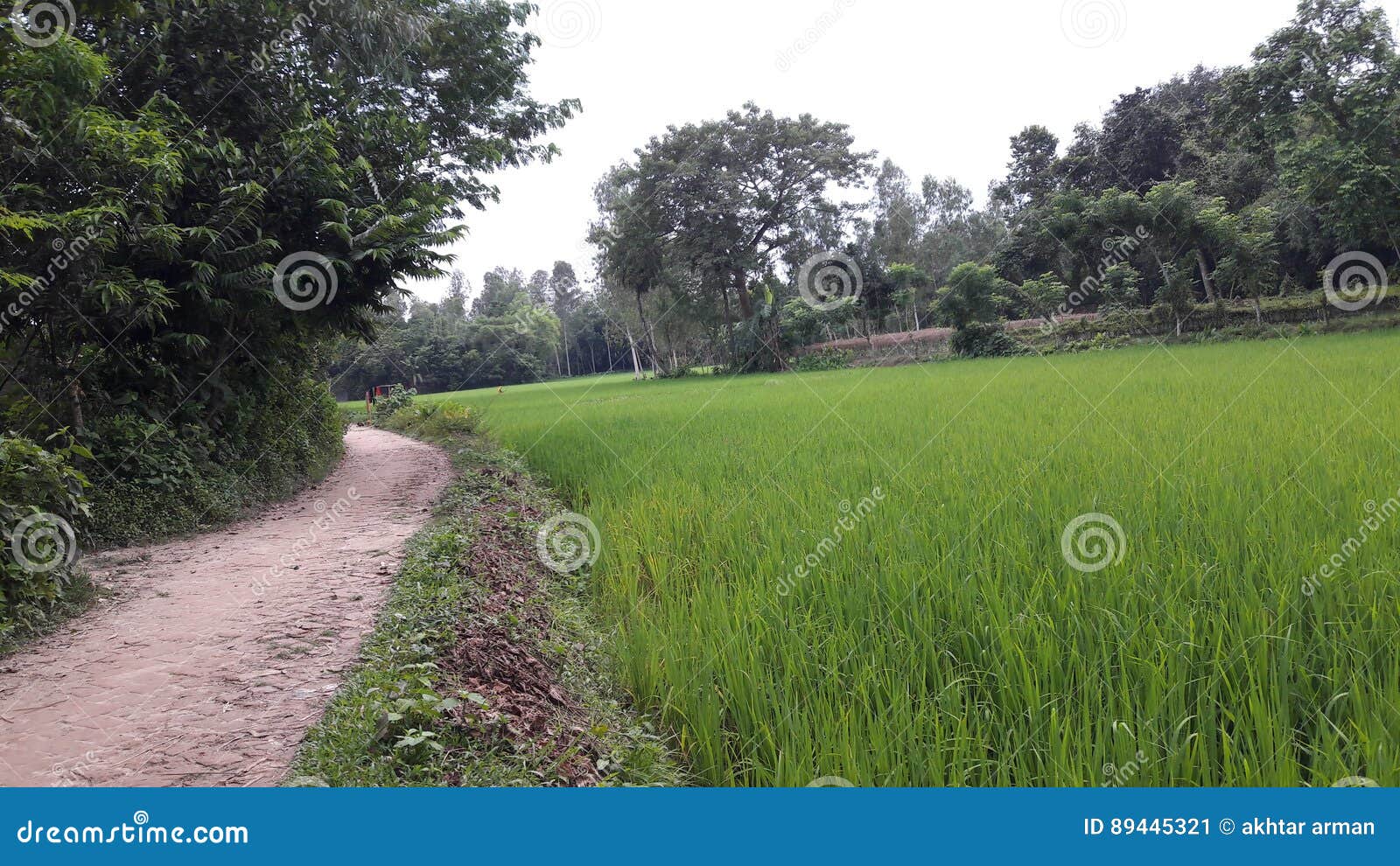 A village path. stock image. Image of path, field, paddy - 89445321