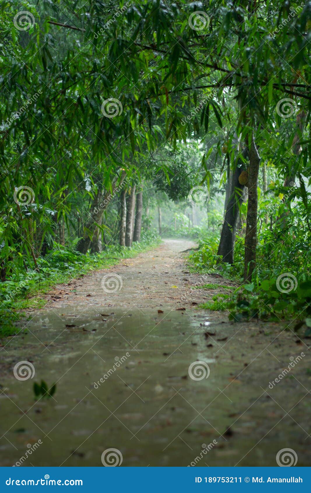Village path under trees stock image. Image of footpath - 189753211