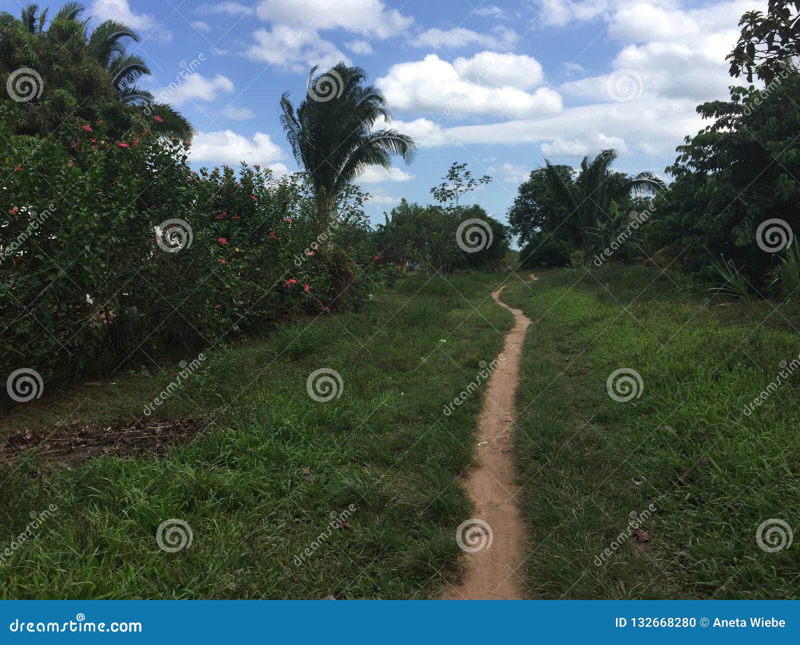 Village pathways stock photo. Image of palm, paths, trees - 132668280