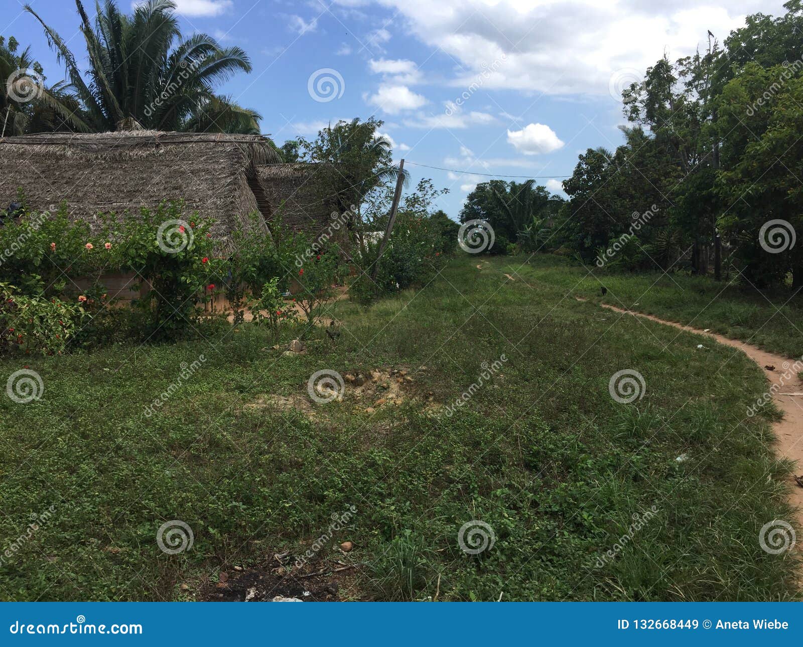 Village pathways stock image. Image of trees, palm, village - 132668449