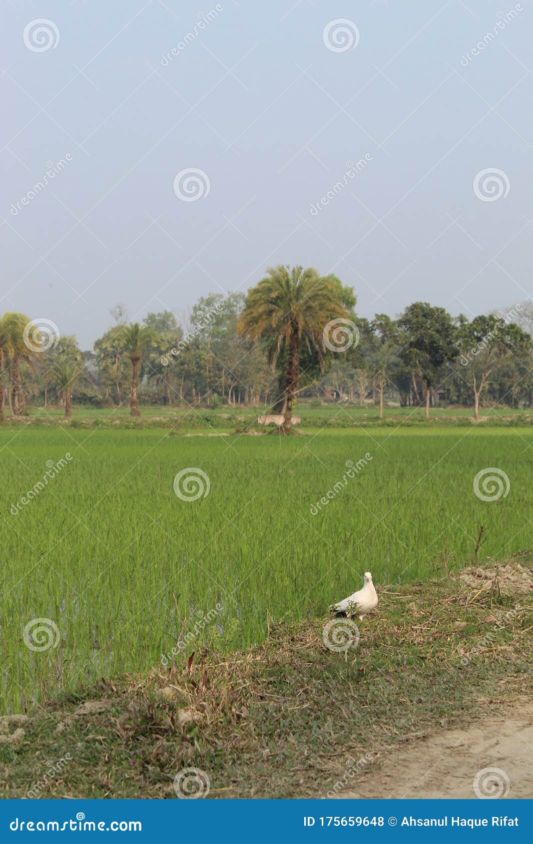 Village Peddy field stock photo. Image of field, peddy - 175659648