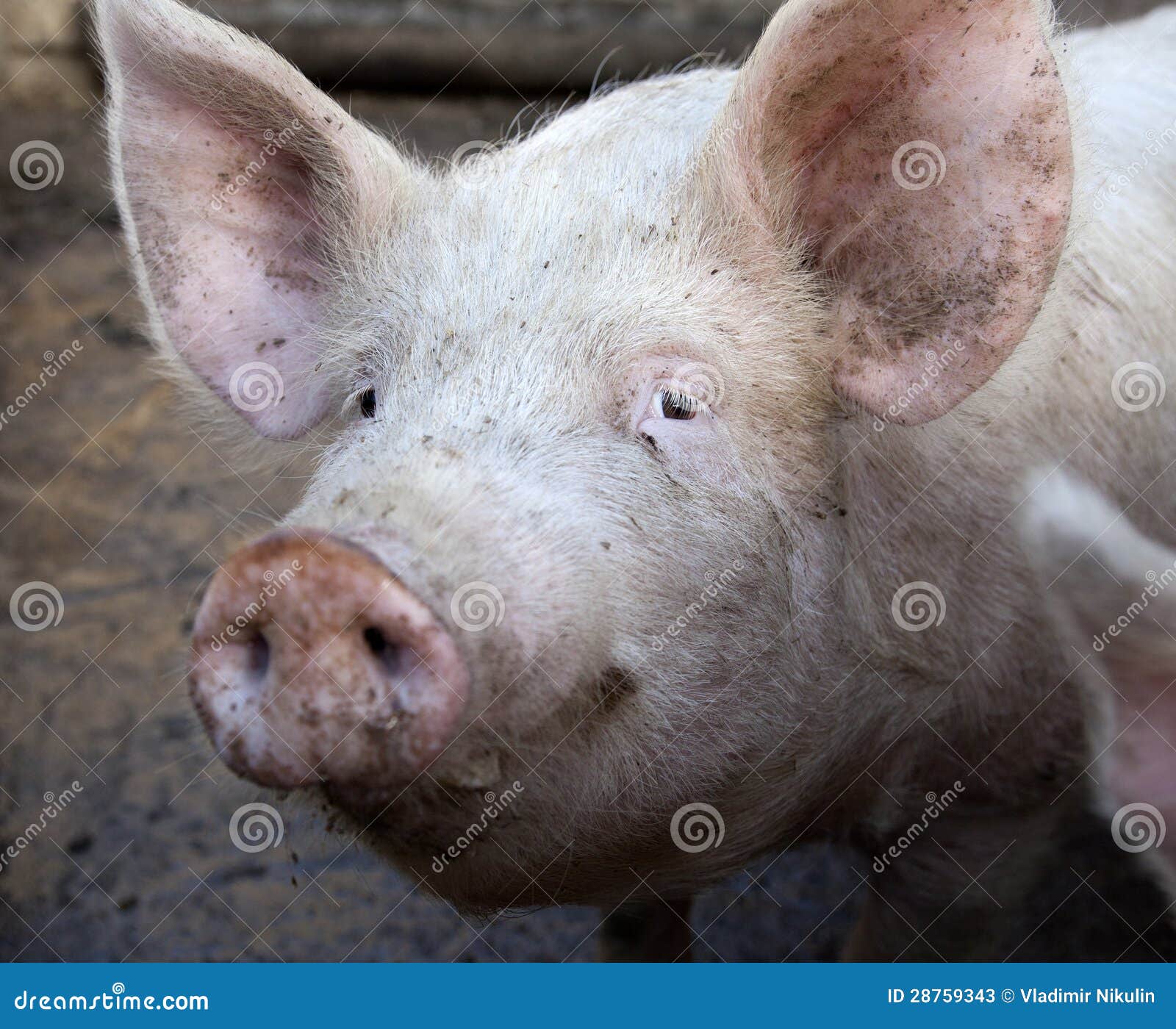 Village pig. Closeup view stock image. Image of shoot - 28759343