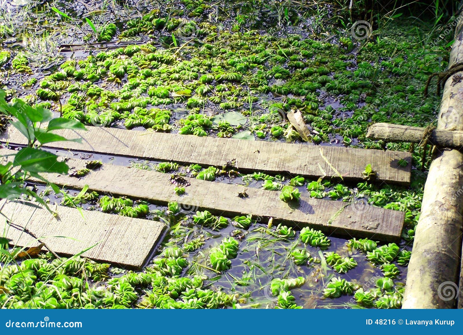 Village pond stock photo. Image of water, life, leaves, sunlight - 48216
