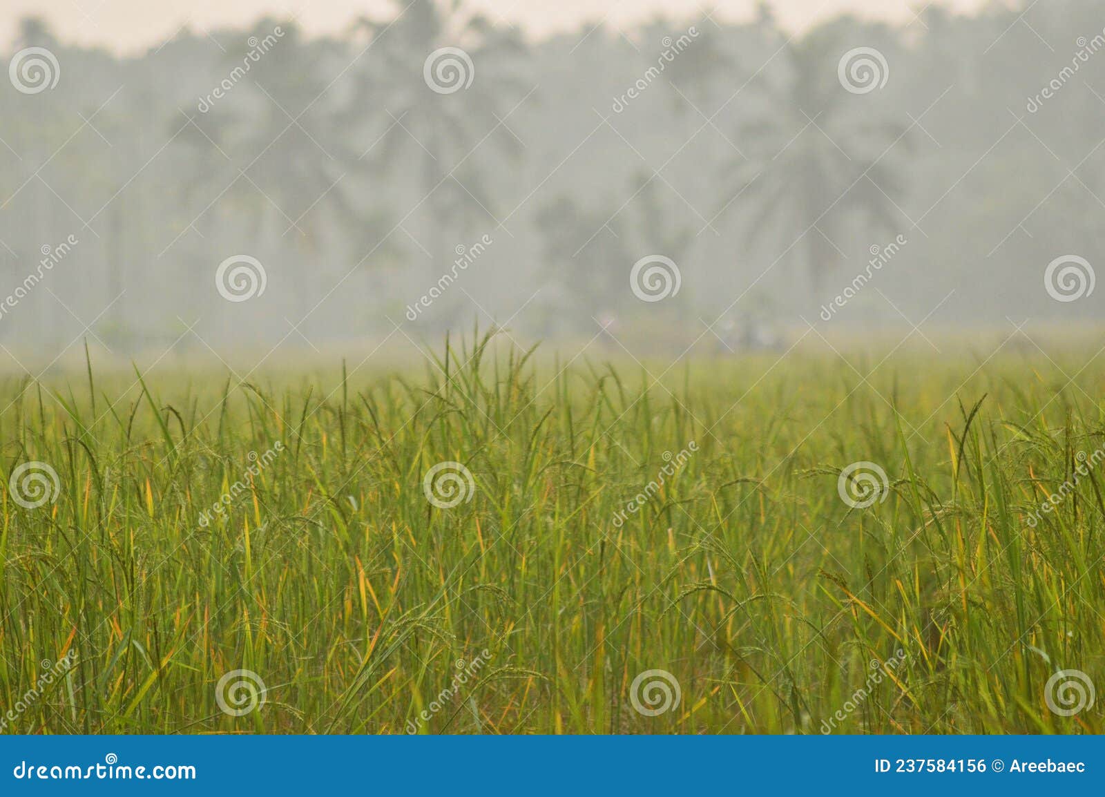 Village rice field stock photo. Image of pasture, sunlight - 237584156