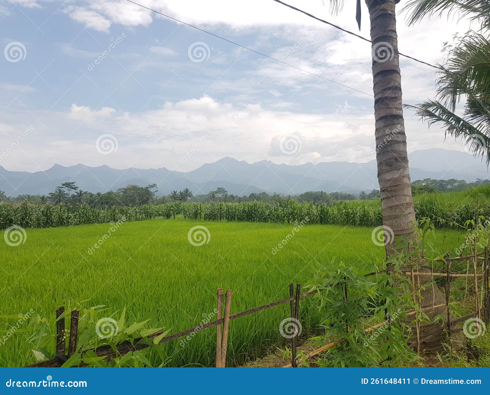 Village rice field stock image. Image of rice, field - 261648411