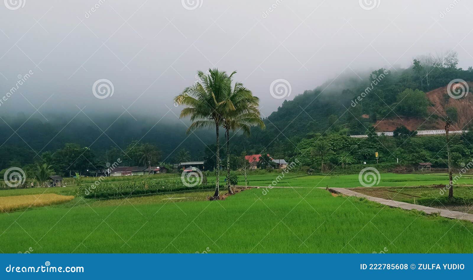 VILLAGE RICE FIELD stock photo. Image of natural, rice - 222785608