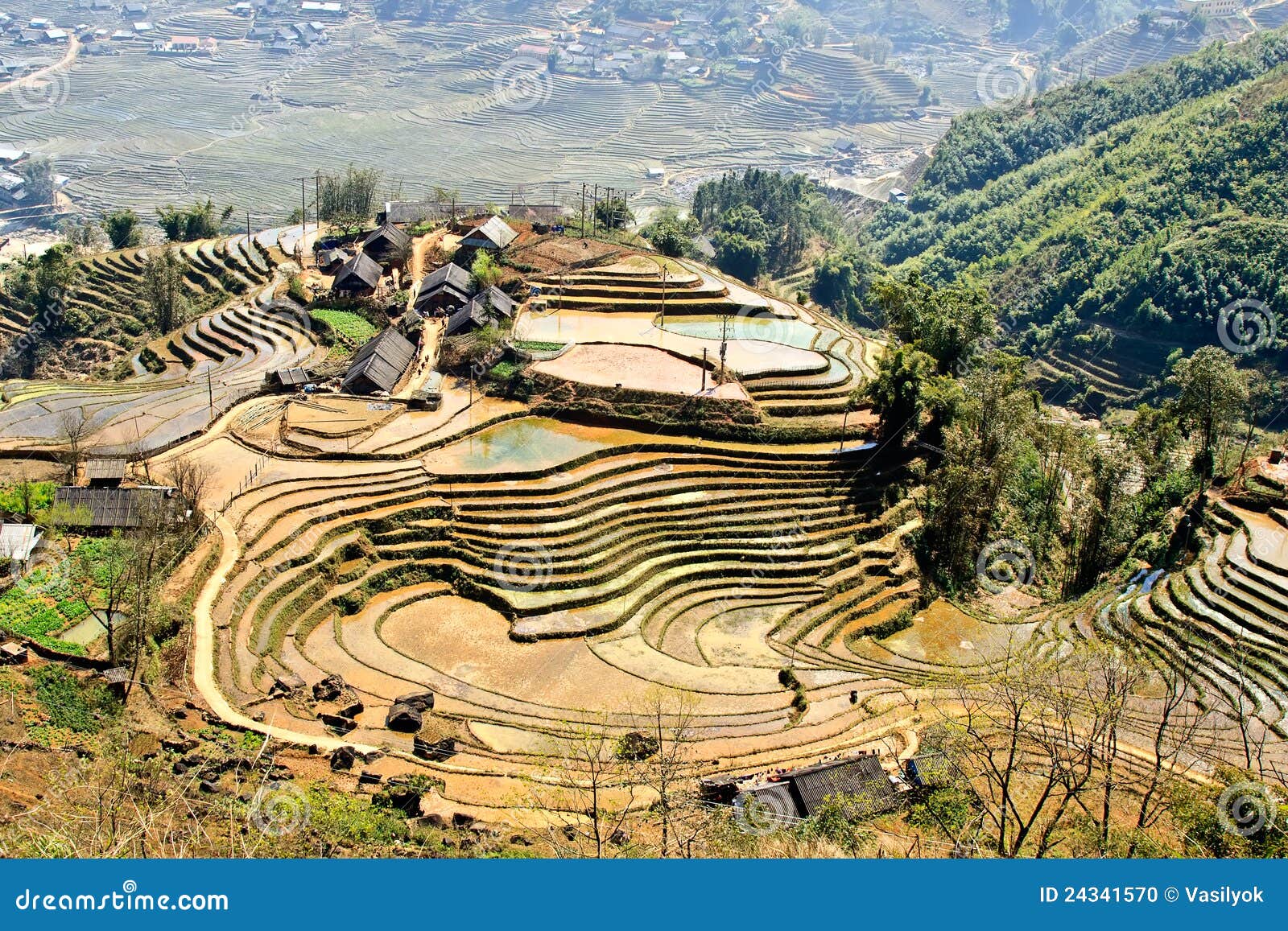 Village and rice fields stock photo. Image of agriculture - 24341570
