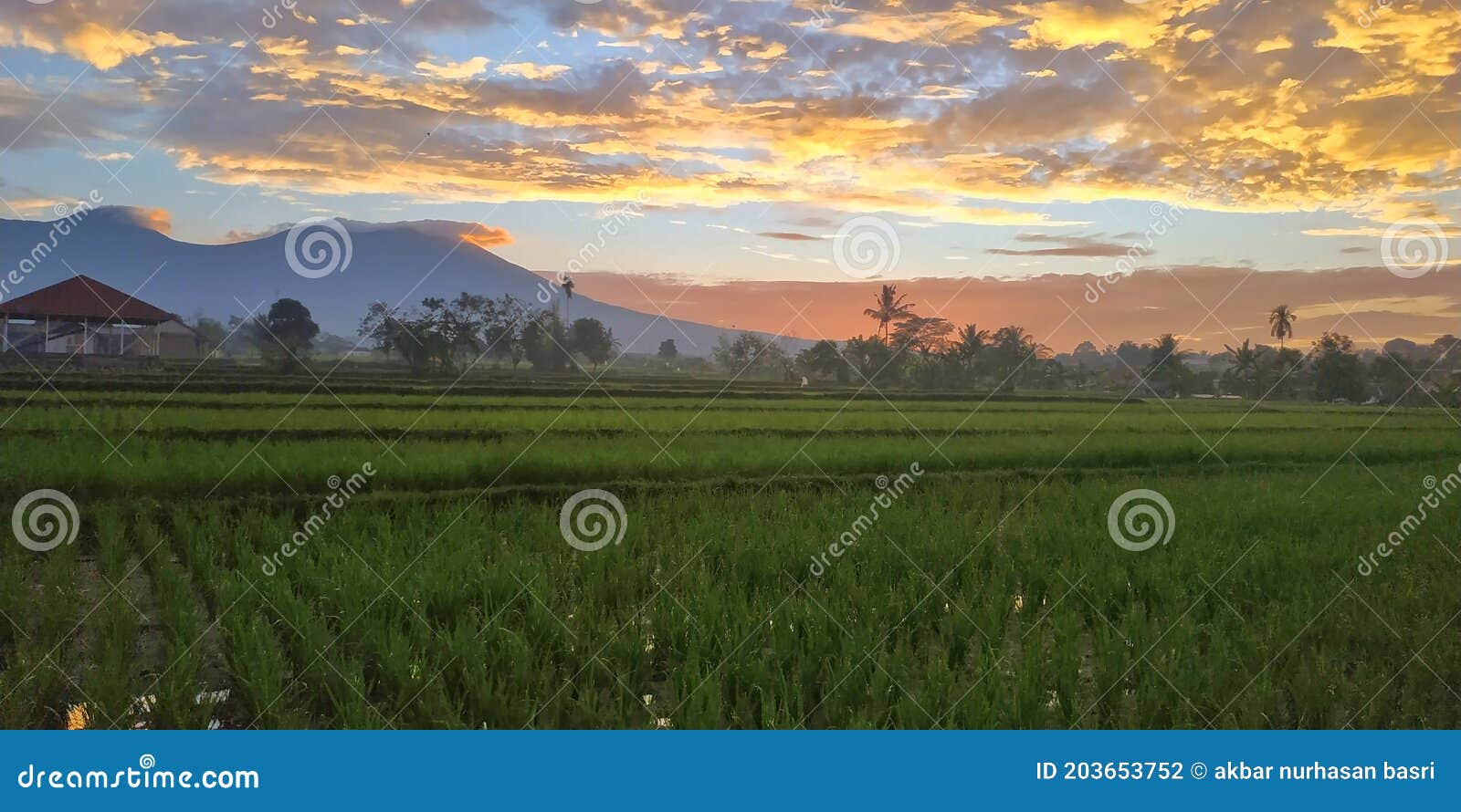 Village Rice Fields in the Morning with the Backdrop of Gede Mountains ...