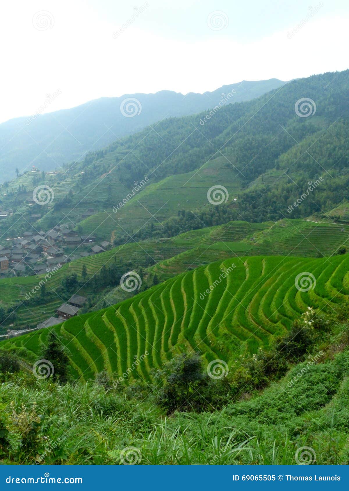 Village in the Rice fields stock image. Image of bamboo - 69065505