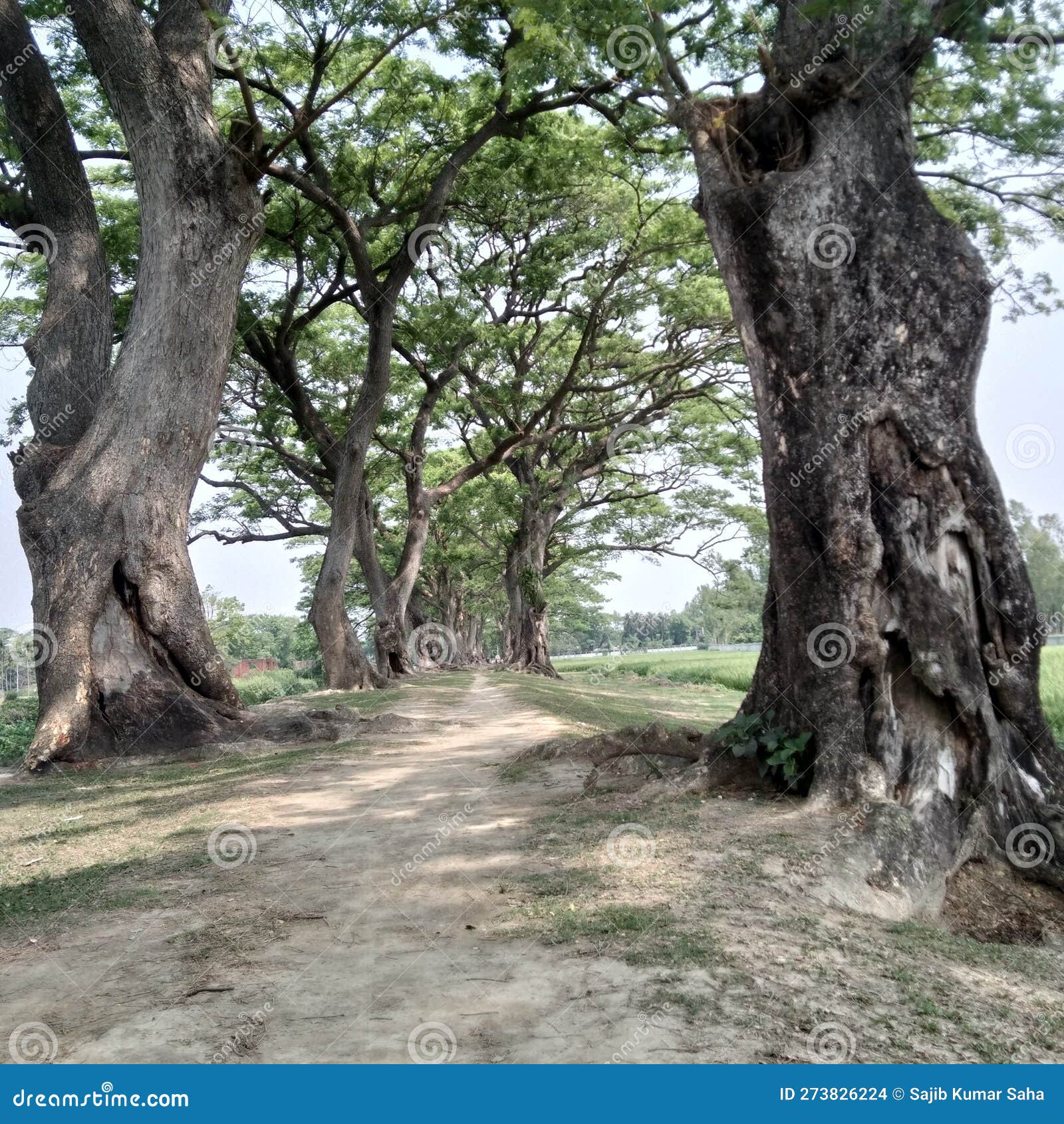 Village Road with a Bunch of Side Tree Stock Photo - Image of shadow ...