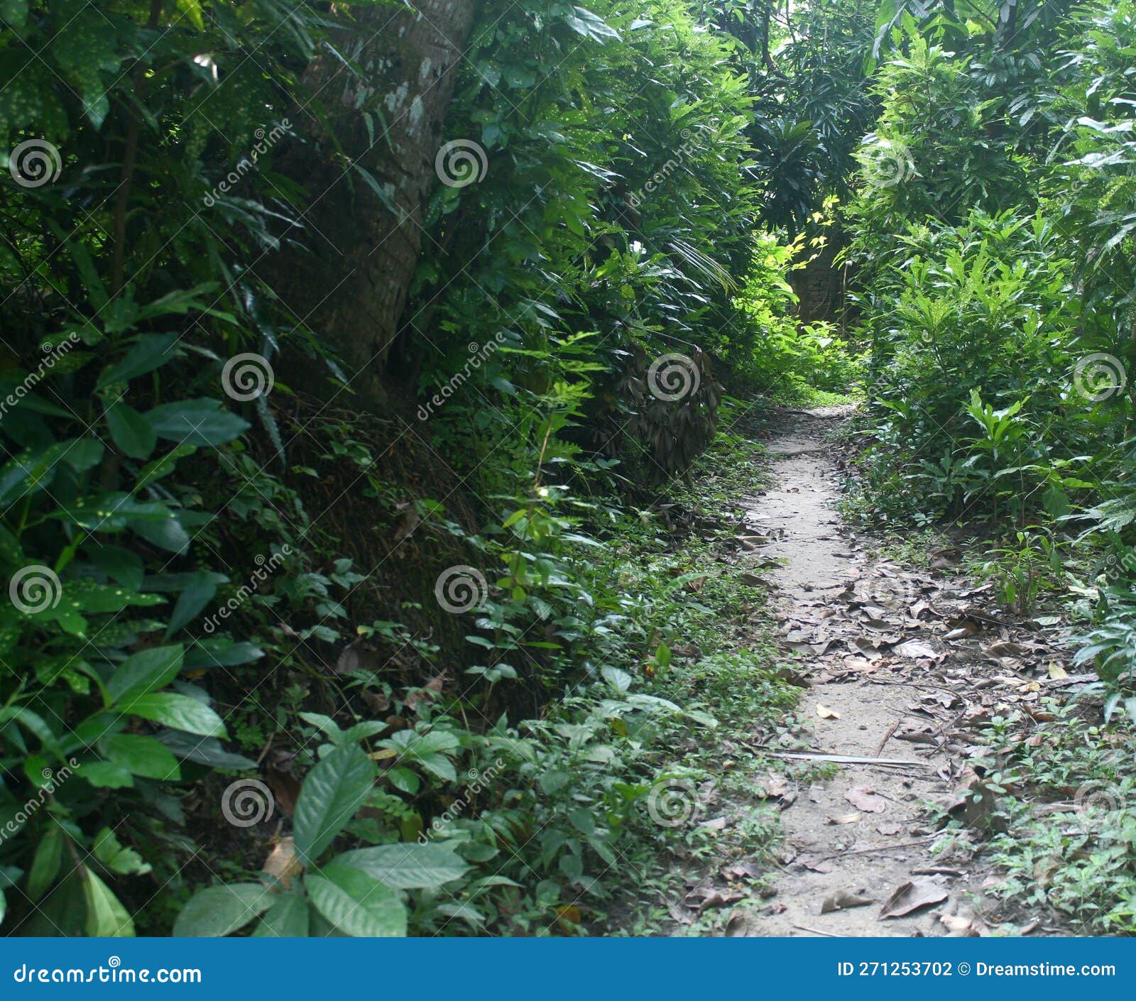 Village Road Plant on Both Side Stock Photo - Image of soil, plant ...