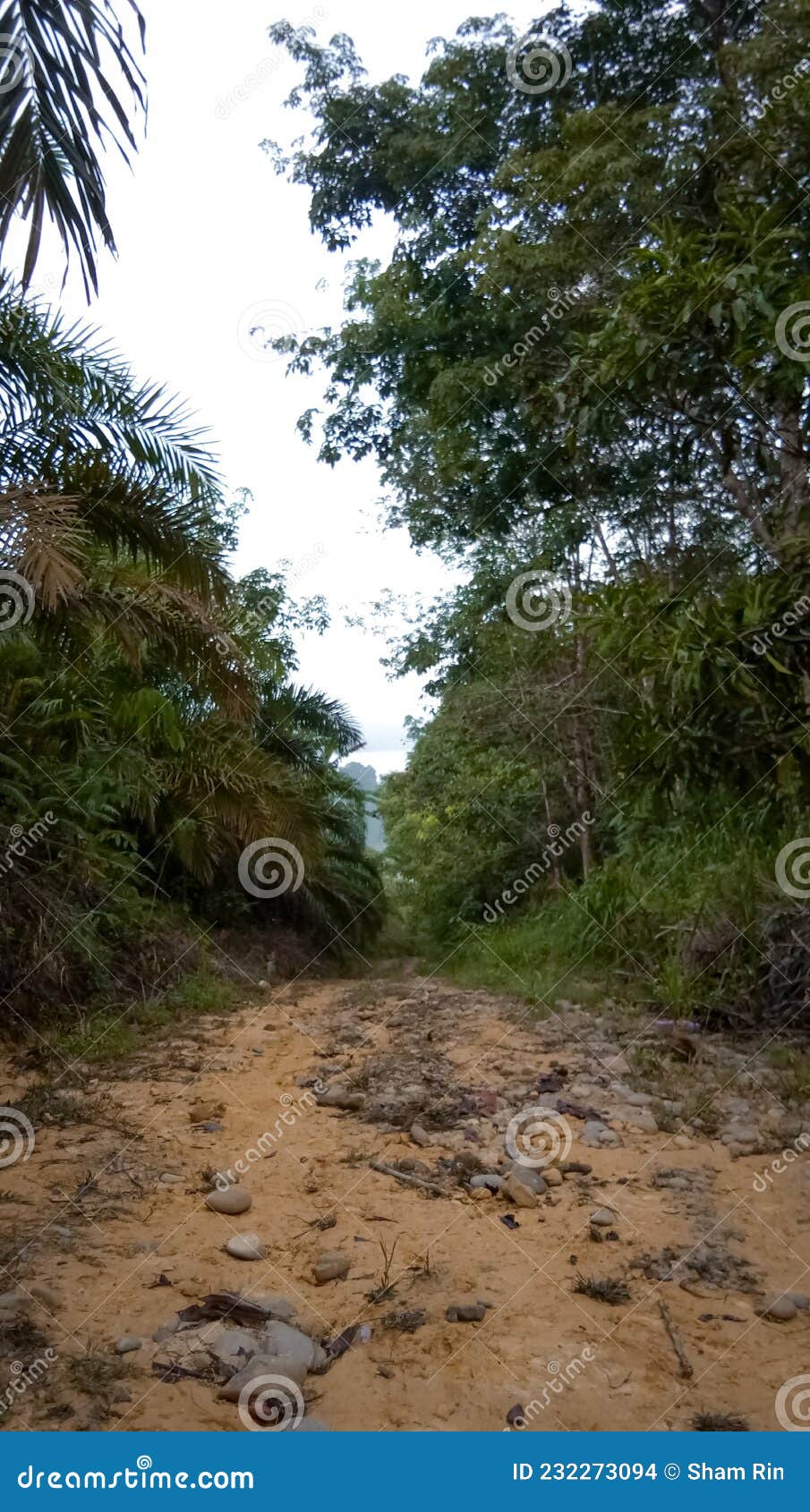 Village Roads and Plantations in the Forest Stock Photo - Image of ...