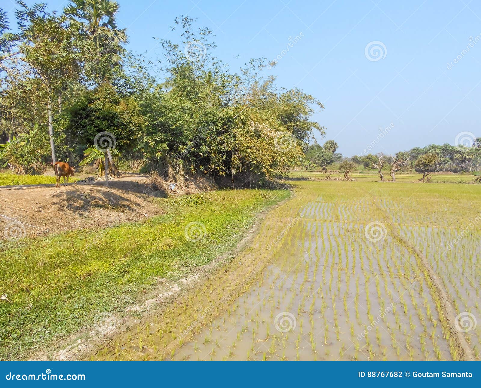 Village scene. stock photo. Image of leaves, nice, field - 88767682