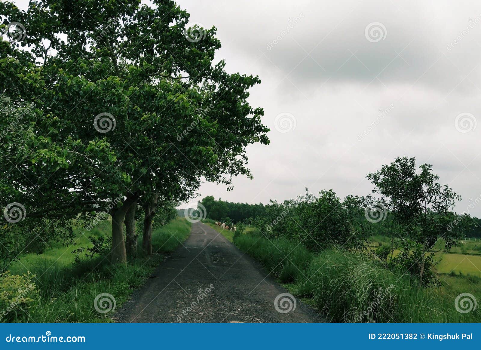 Village Side Path View. stock photo. Image of agriculture - 222051382