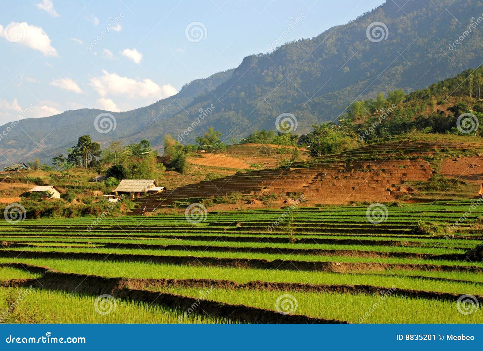 Village in the Terrace Field Stock Image - Image of afternoon, gold ...