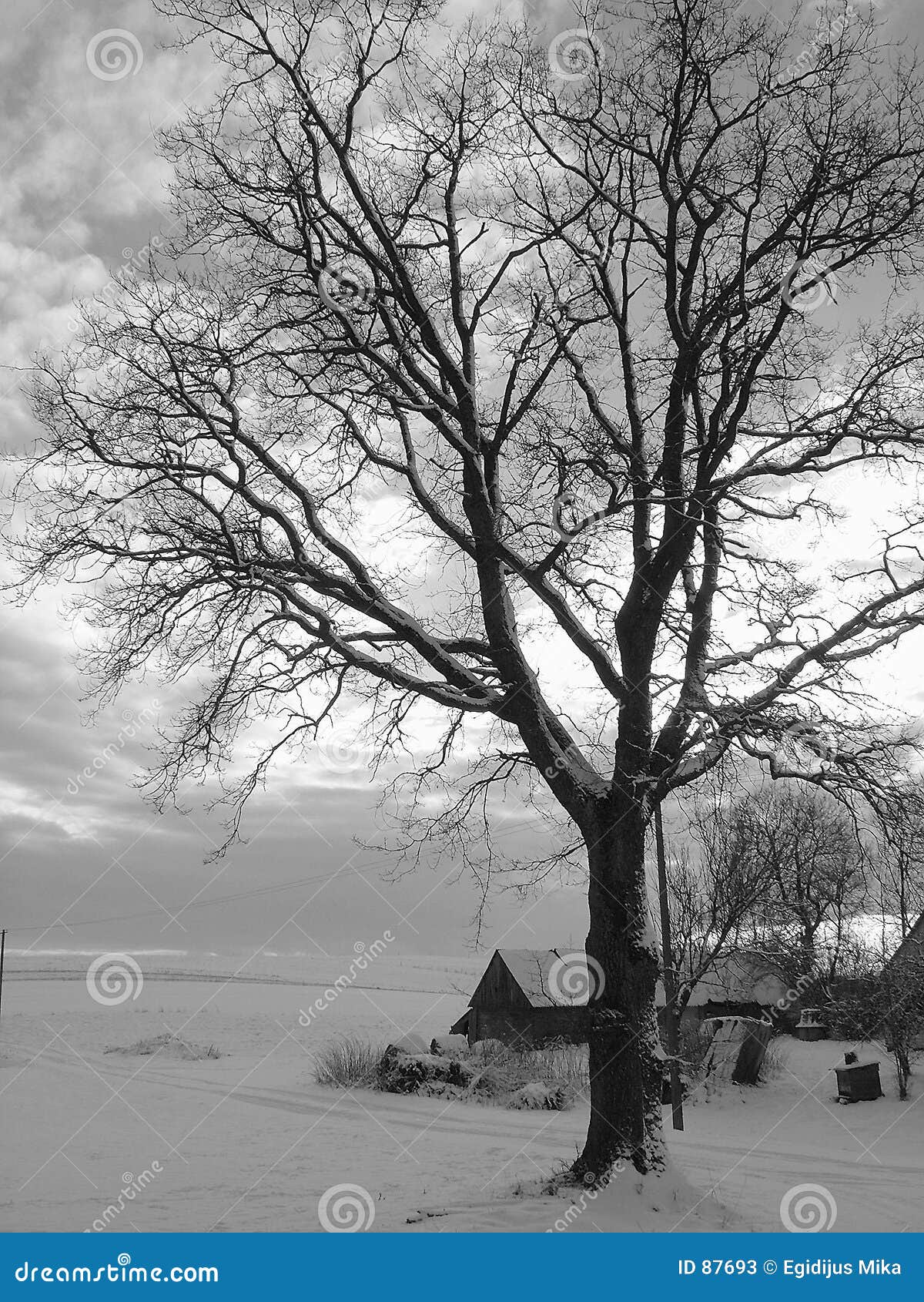 Village tree stock image. Image of nature, alone, village - 87693