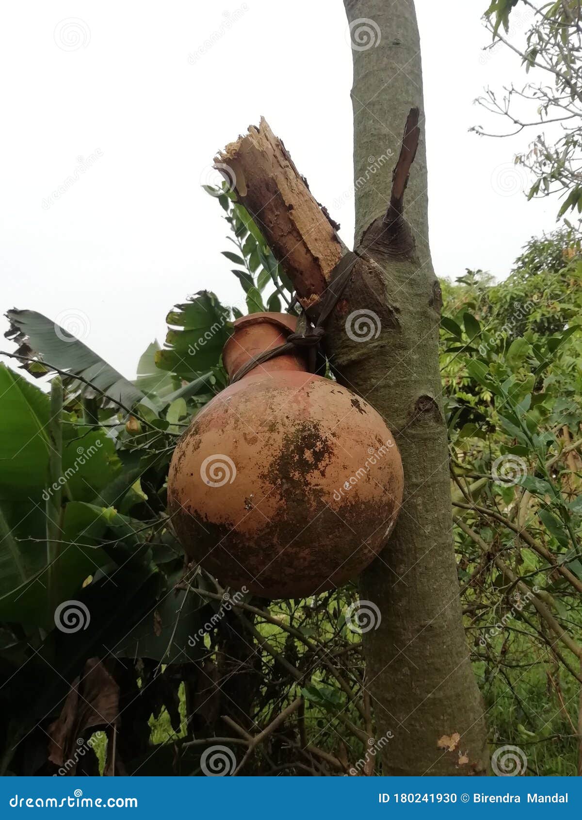 Village tree in Home stock photo. Image of evening, tree - 180241930
