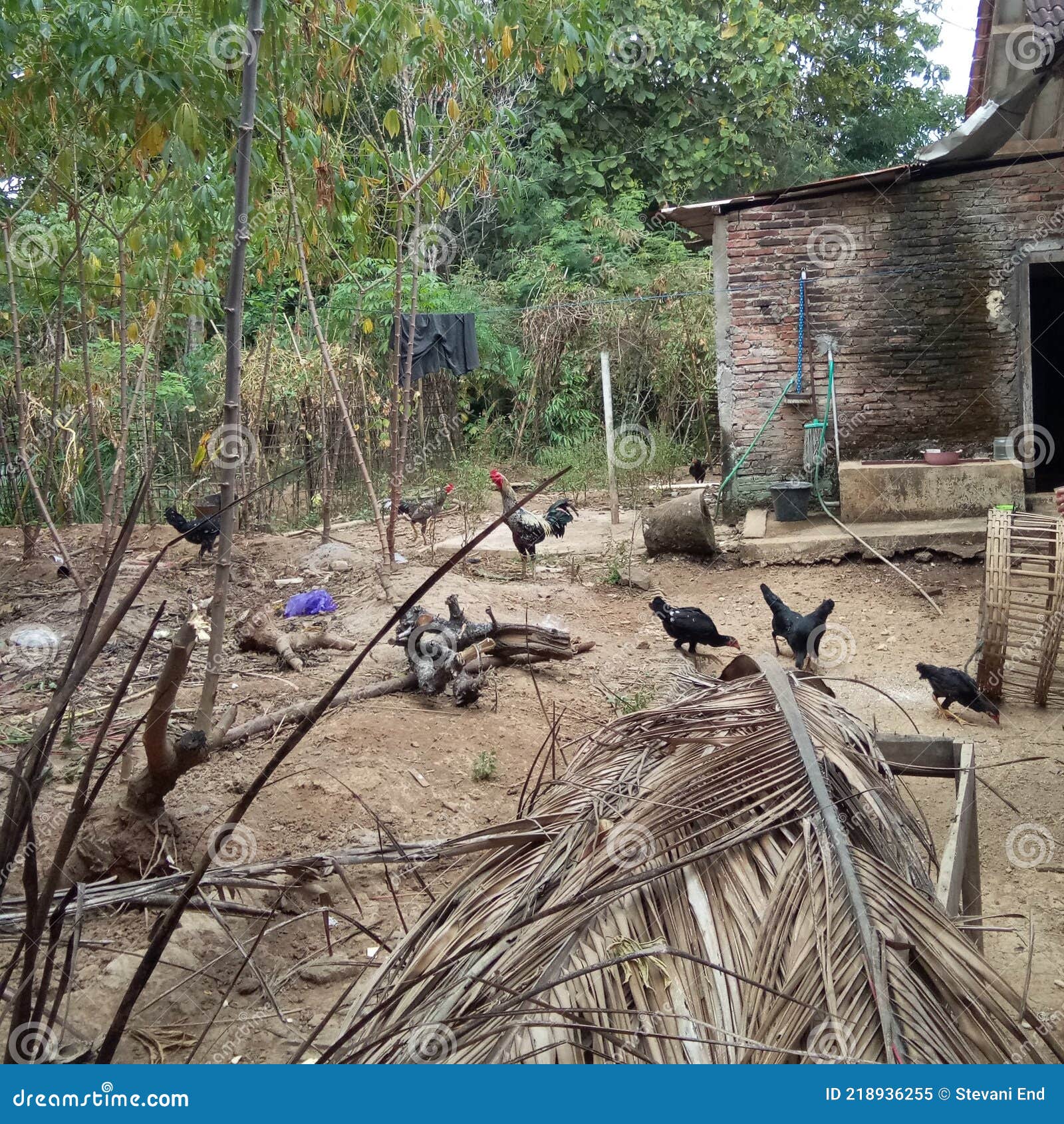 Village view with chicken stock image. Image of forest - 218936255
