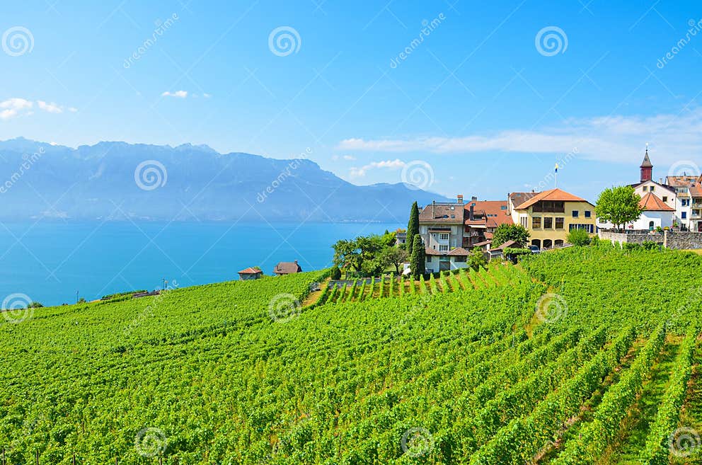 Village Viticole Pittoresque De Rivaz Dans La Région Viticole De Lavaux ... Village Viticole Pittoresque De Rivaz Dans La Région Viticole De Lavaux ...
