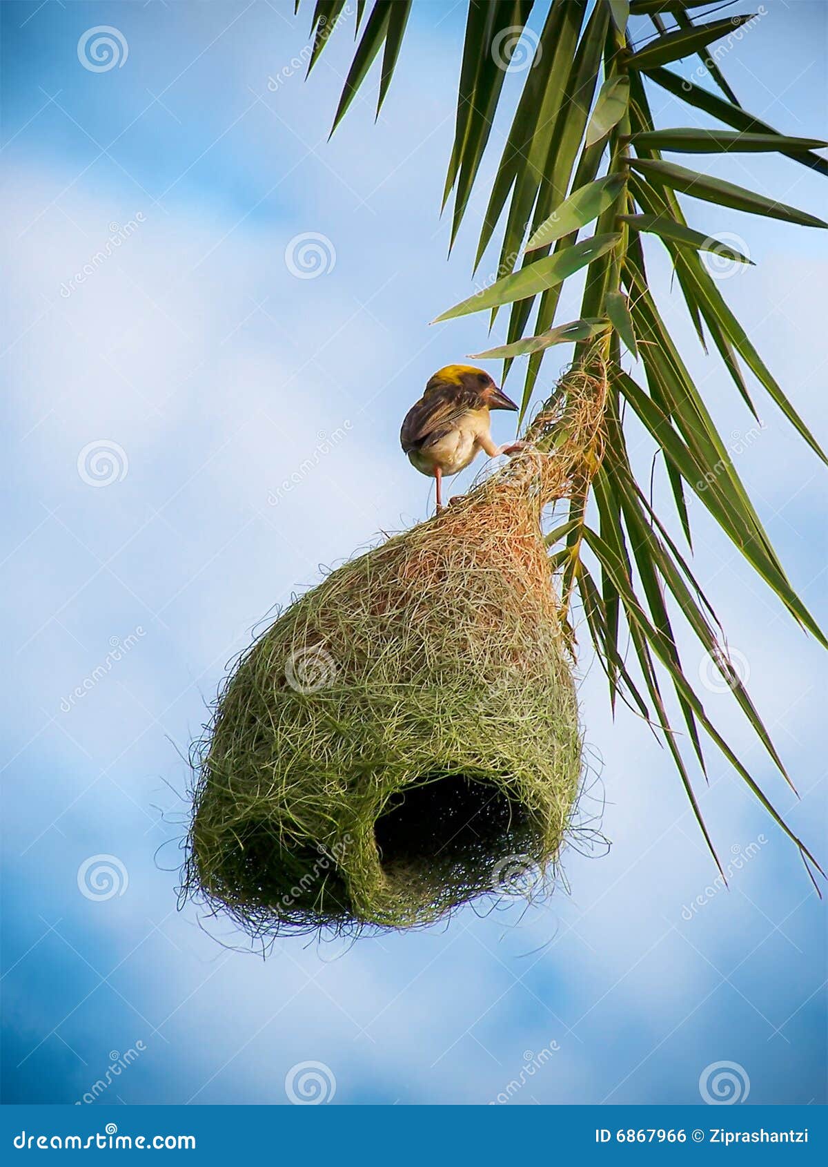 Village Weaver bird s nest stock photo. Image of green - 6867966
