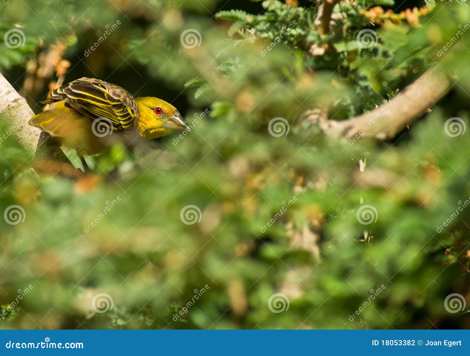 A Village Weaver in the Green Stock Photo - Image of life, hiding: 18053382