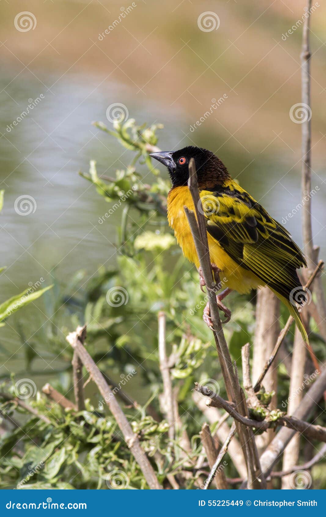 Village Weaver (Ploceus Cucullatus) Stock Image - Image of yellow ...