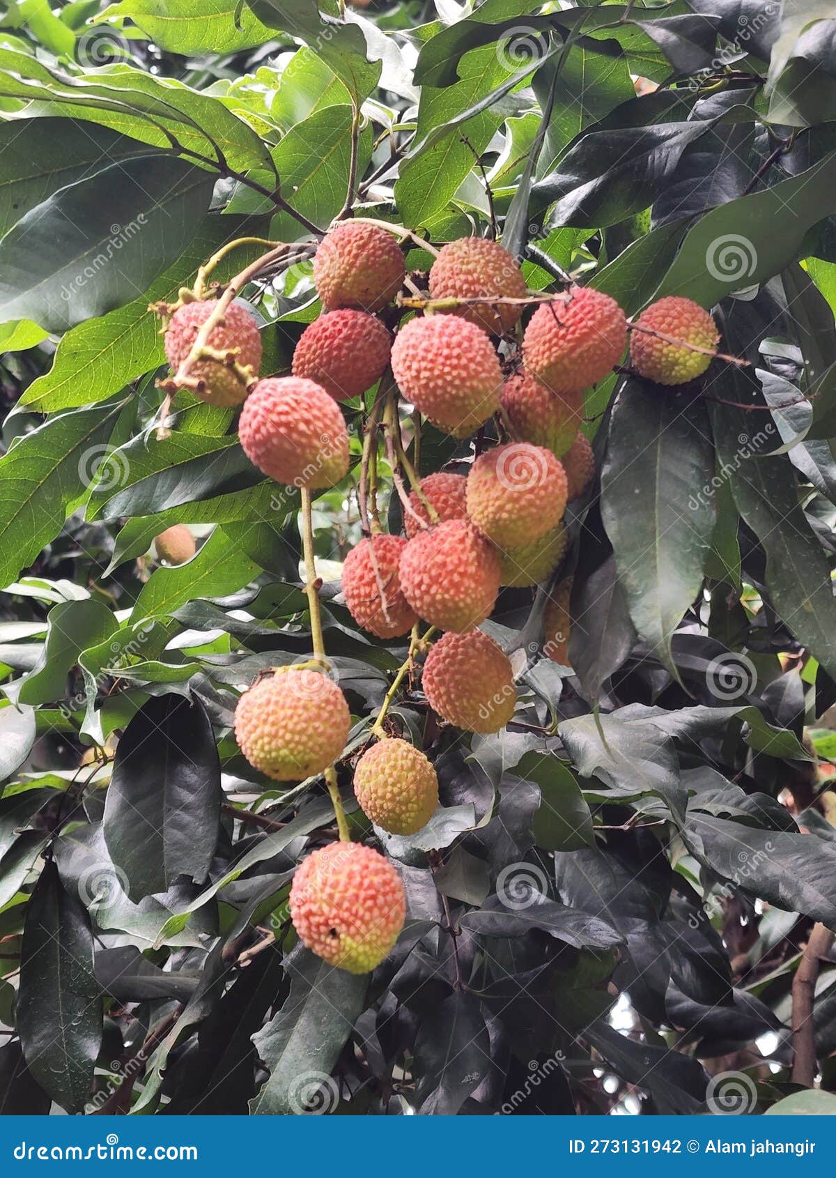 Villages Lichi Tree House Sweet Stock Photo - Image of sweet, lichi ...