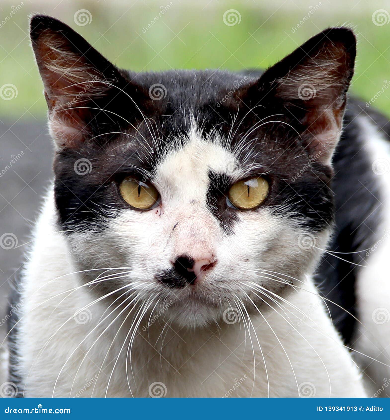 Wild Cat Face stock image. Image of face, wild, house - 139341913