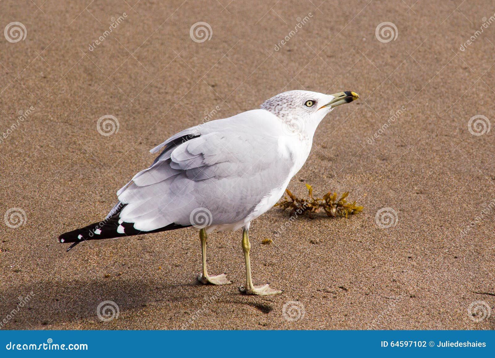 Villain Seagull on the Sand Stock Photo - Image of walking, seagull ...