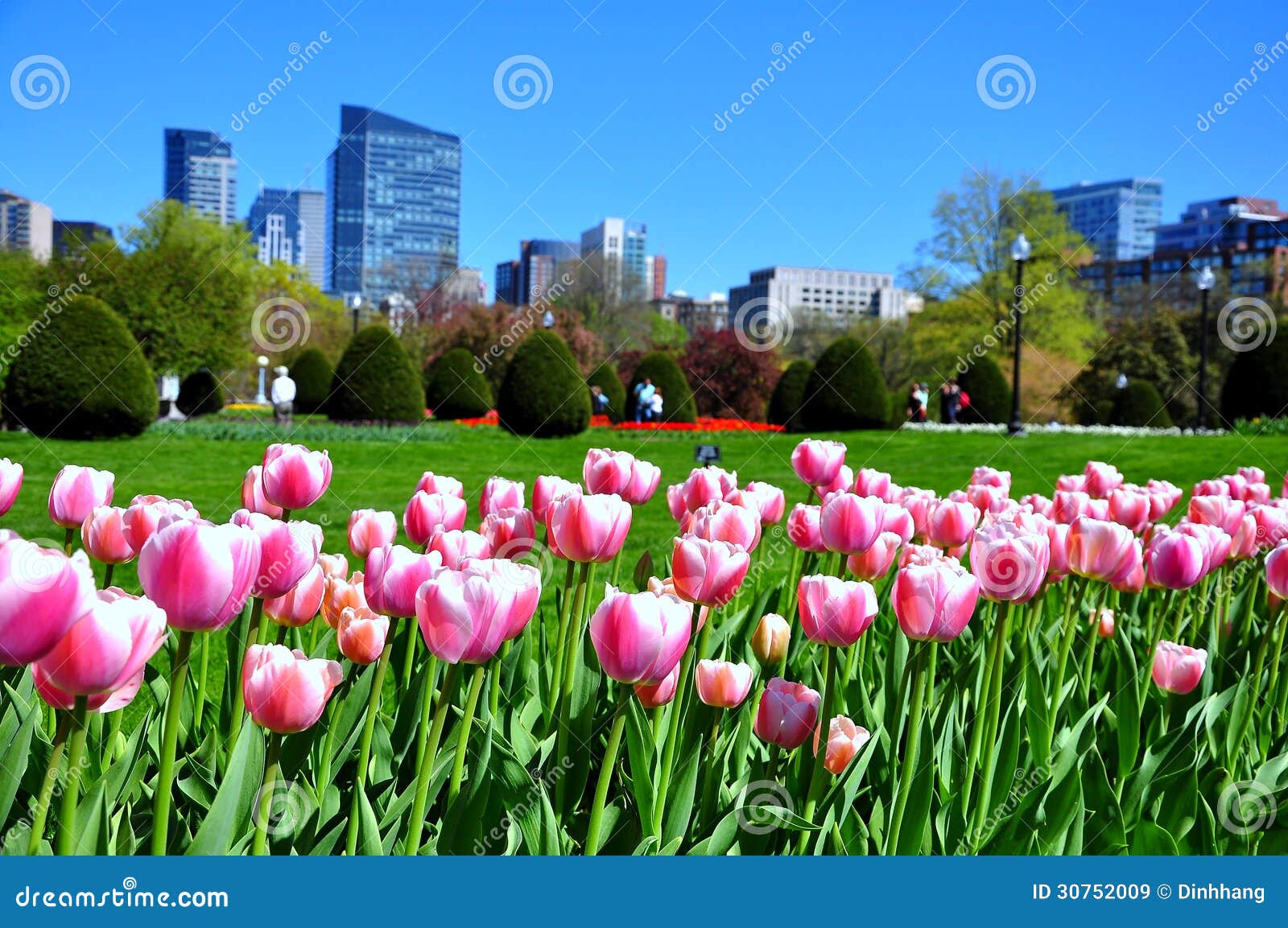 Ville De Boston De Jardin De Tulipes Image stock - Image du frais ...
