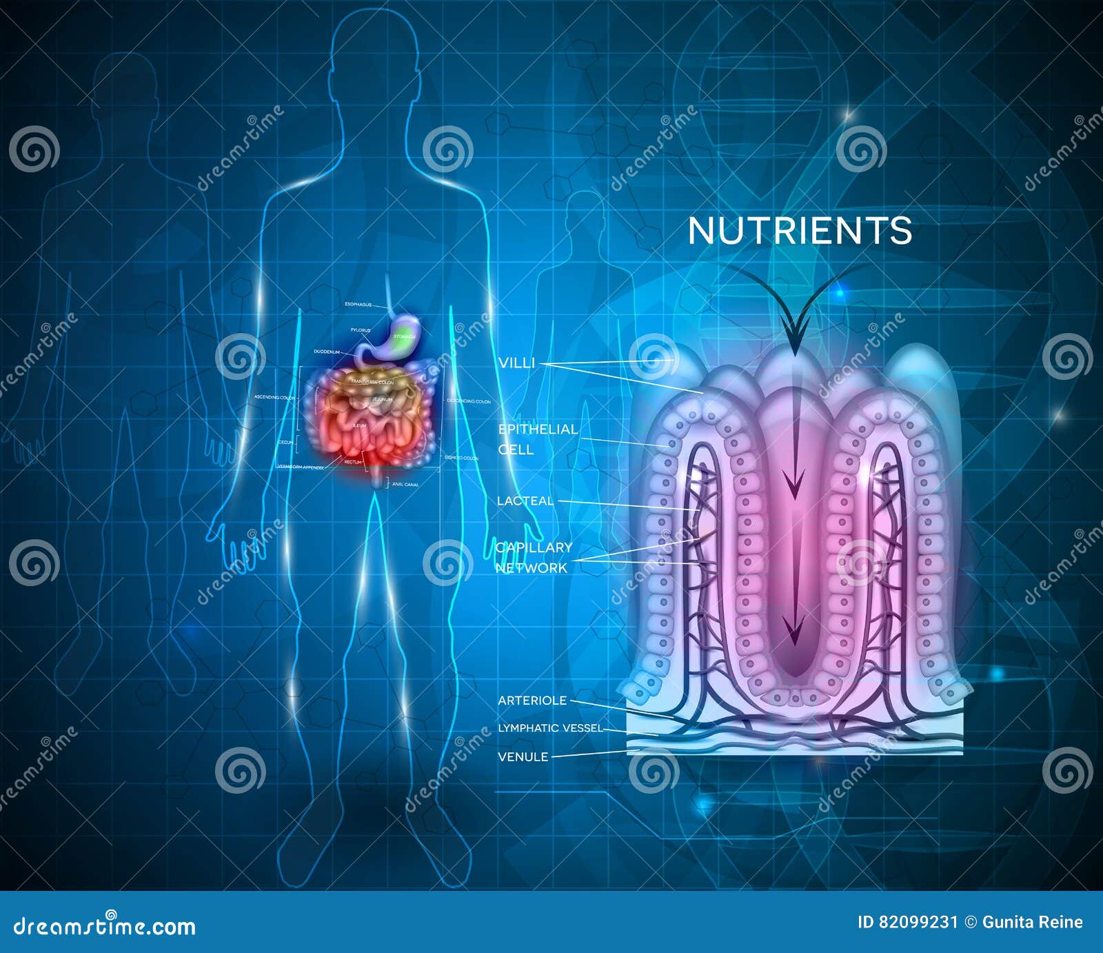 Villi Saudáveis Do Intestino Ilustração do Vetor - Ilustração de pilha ...