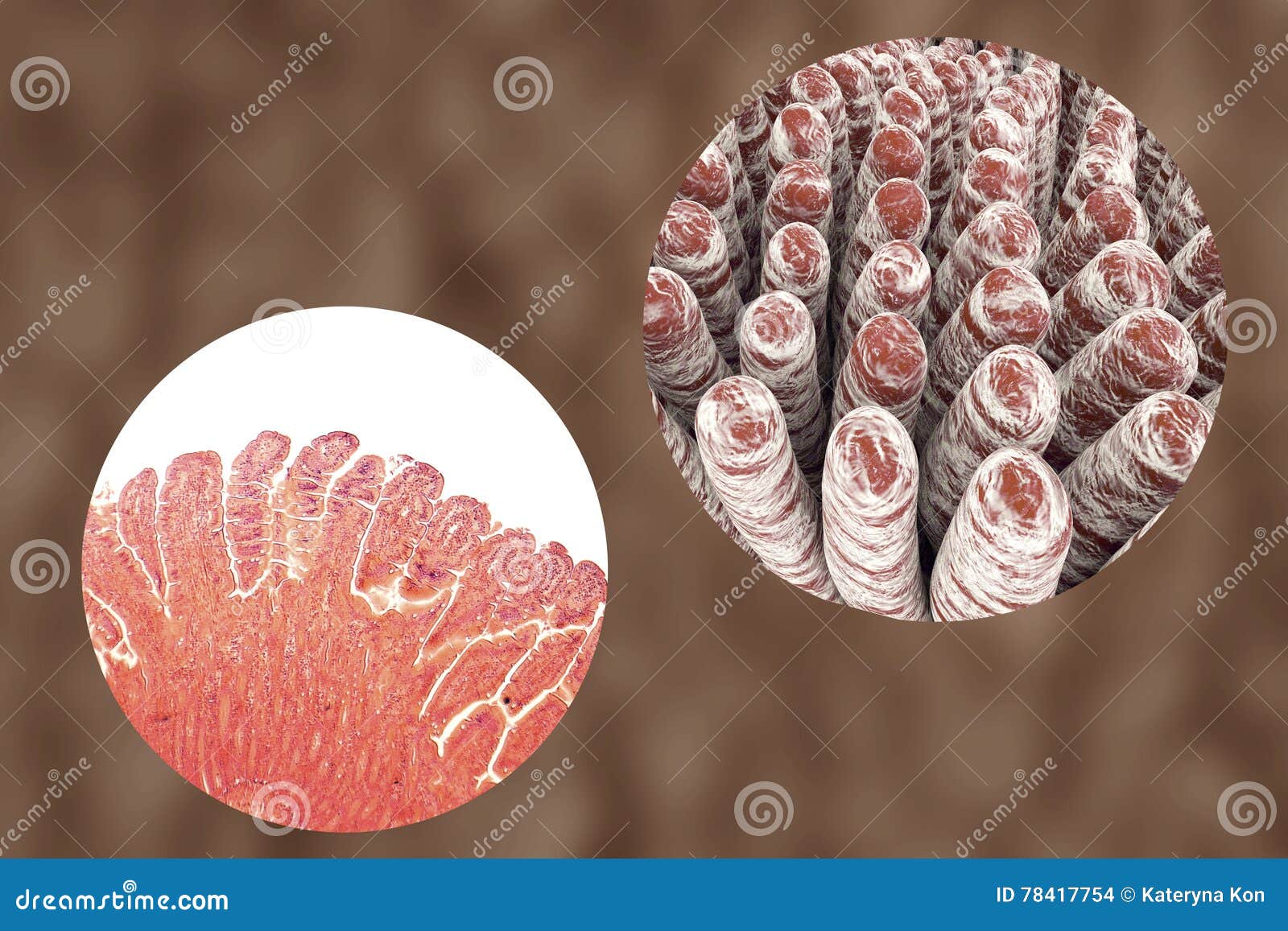 3d Texture Intestine Background Stock Illustration | CartoonDealer.com ...