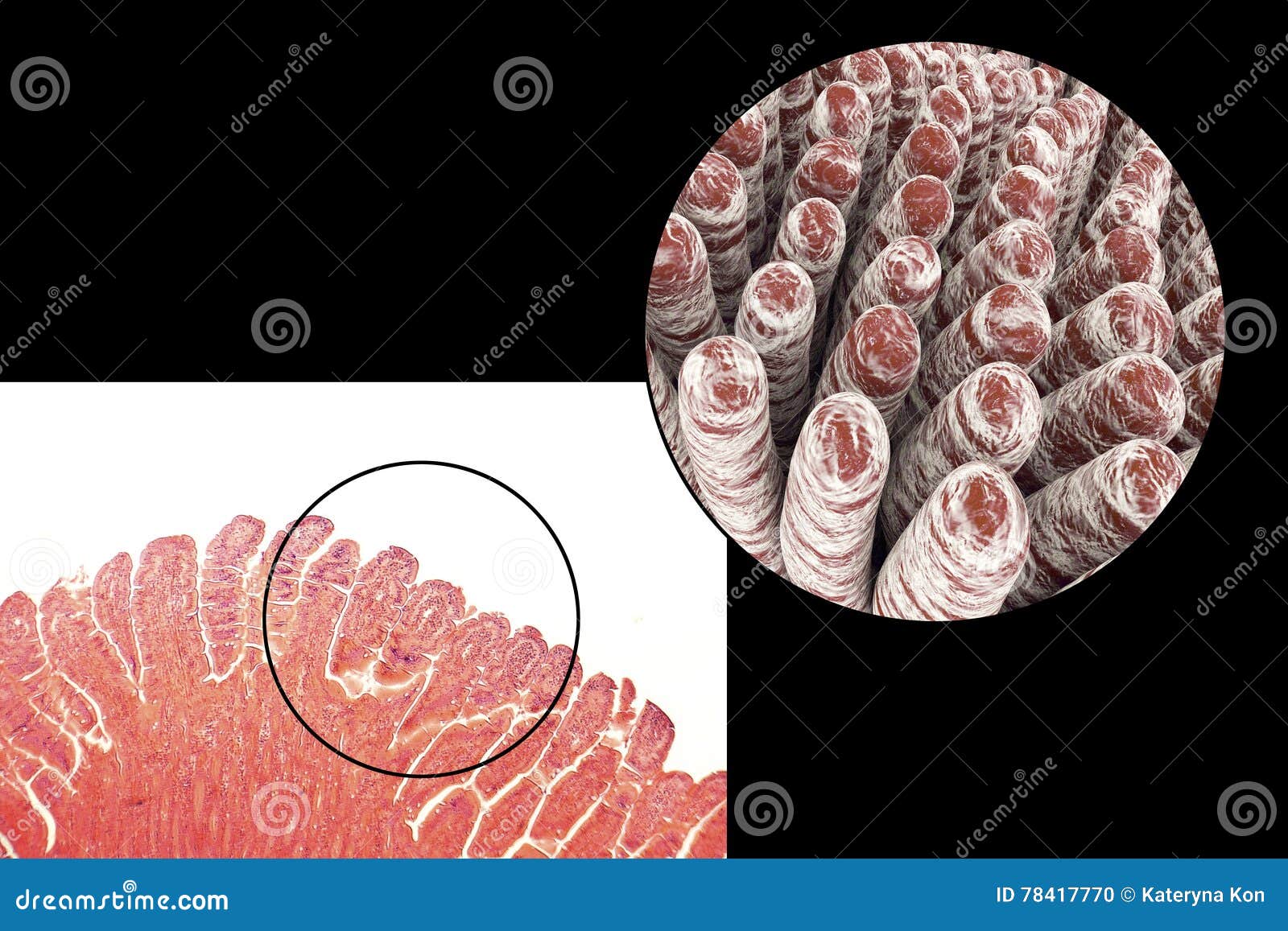 3d Texture Intestine Background Stock Illustration | CartoonDealer.com ...