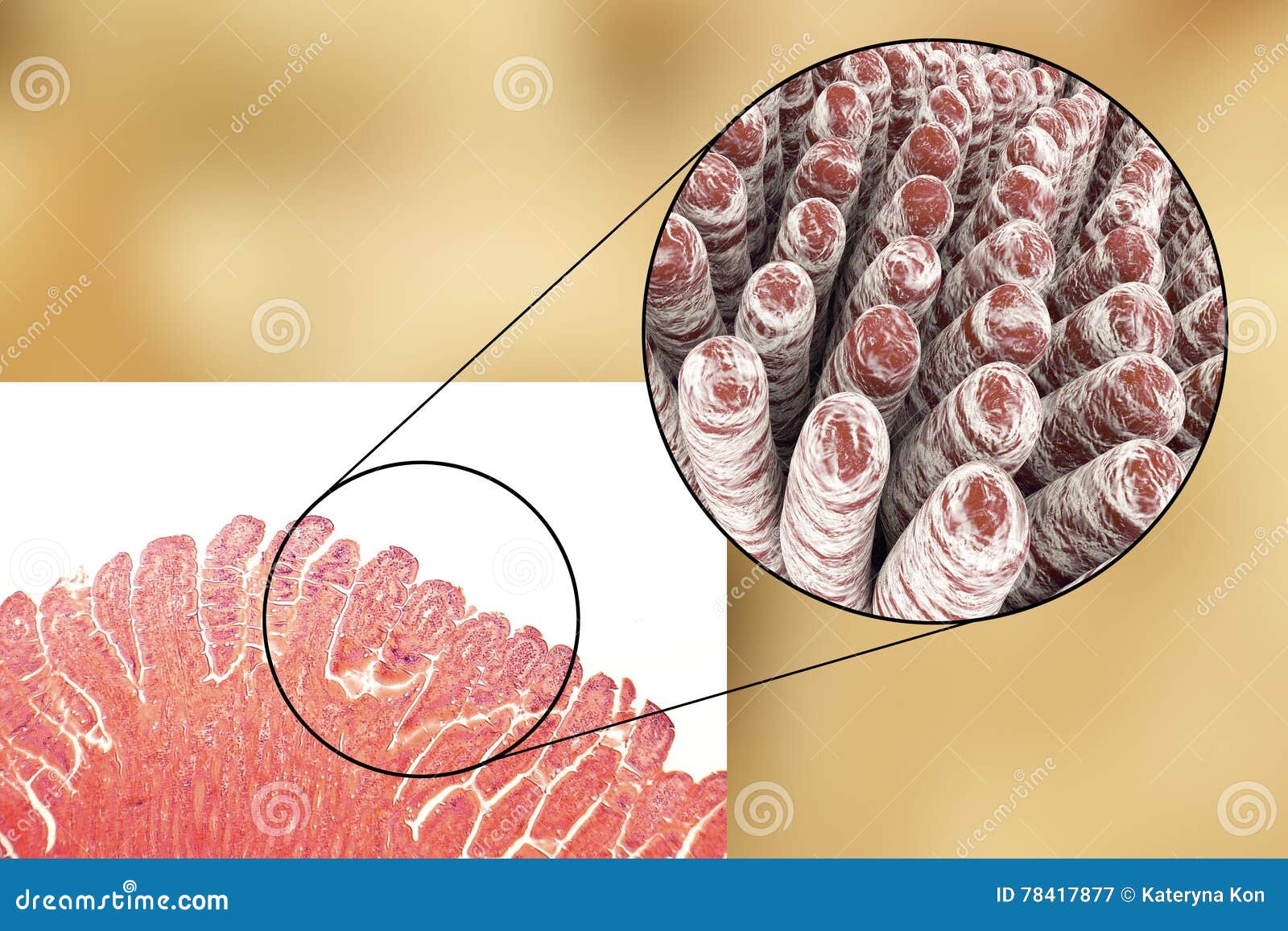 3d Texture Intestine Background Stock Illustration | CartoonDealer.com ...