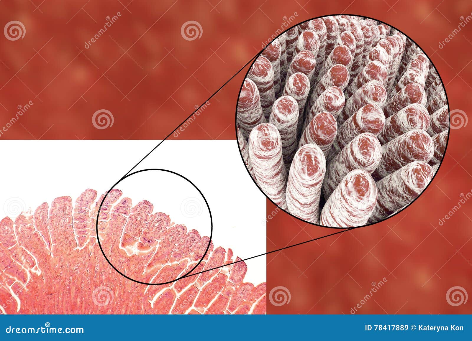 3d Texture Intestine Background Stock Illustration | CartoonDealer.com ...