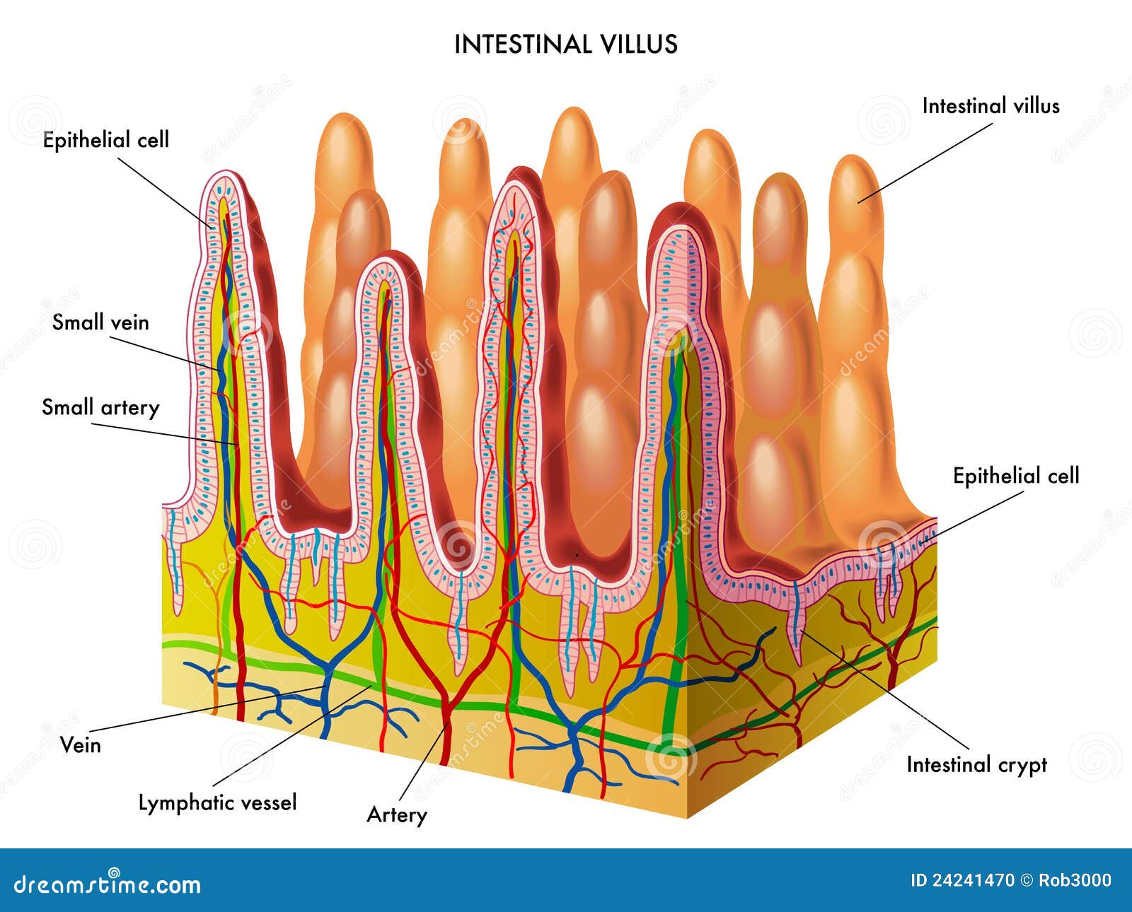 Villo intestinale illustrazione vettoriale. Illustrazione di mucosa ...