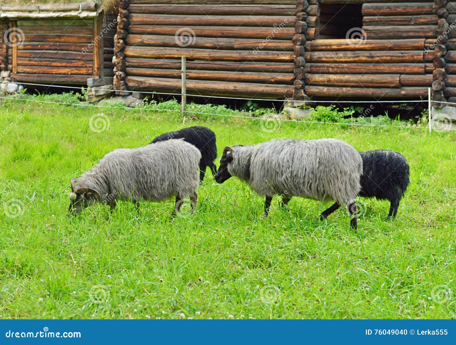 Villsau Sheep on farm stock photo. Image of countryside - 76049040