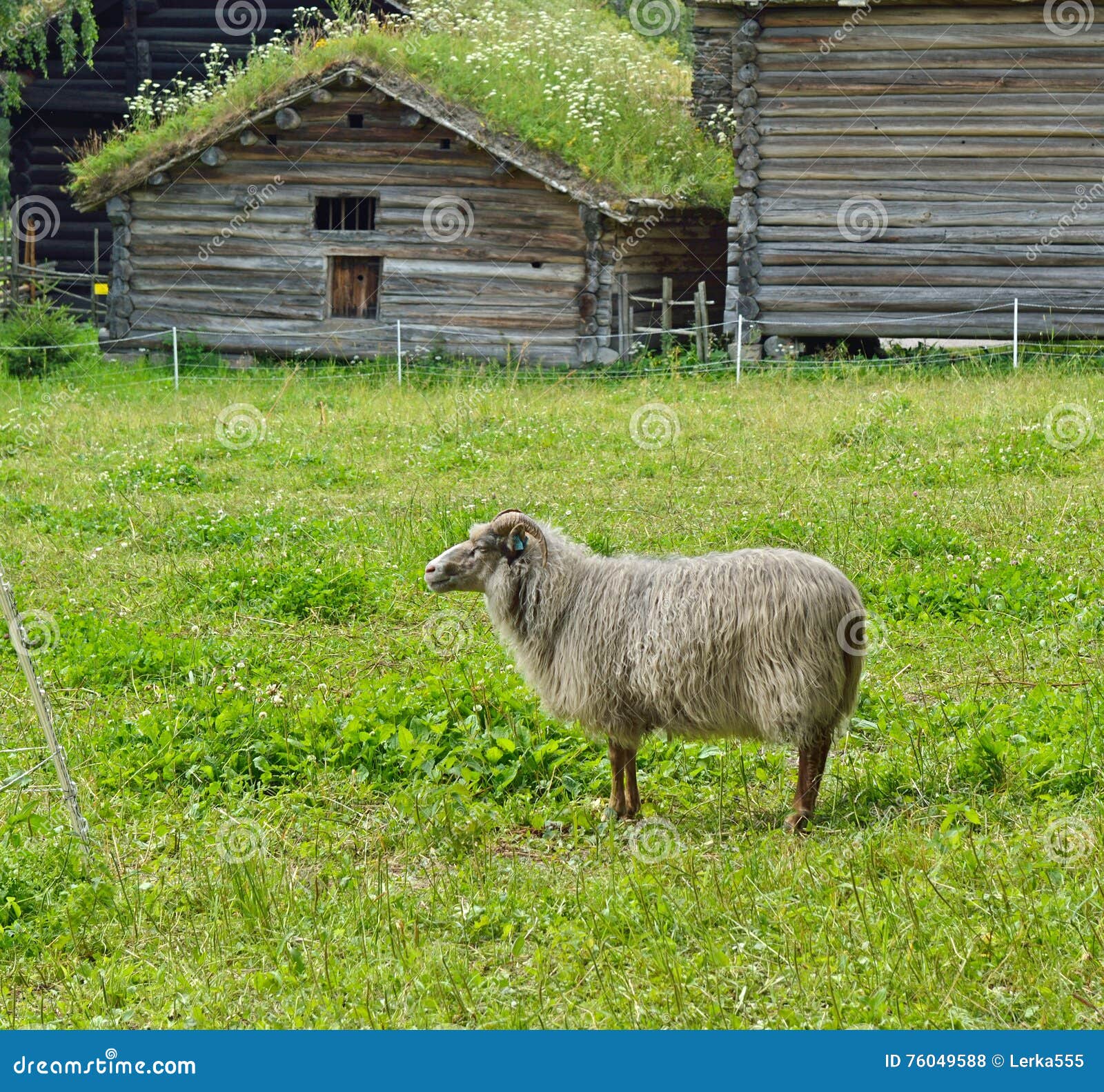 Villsau Sheep on farm stock photo. Image of farmland - 76049588
