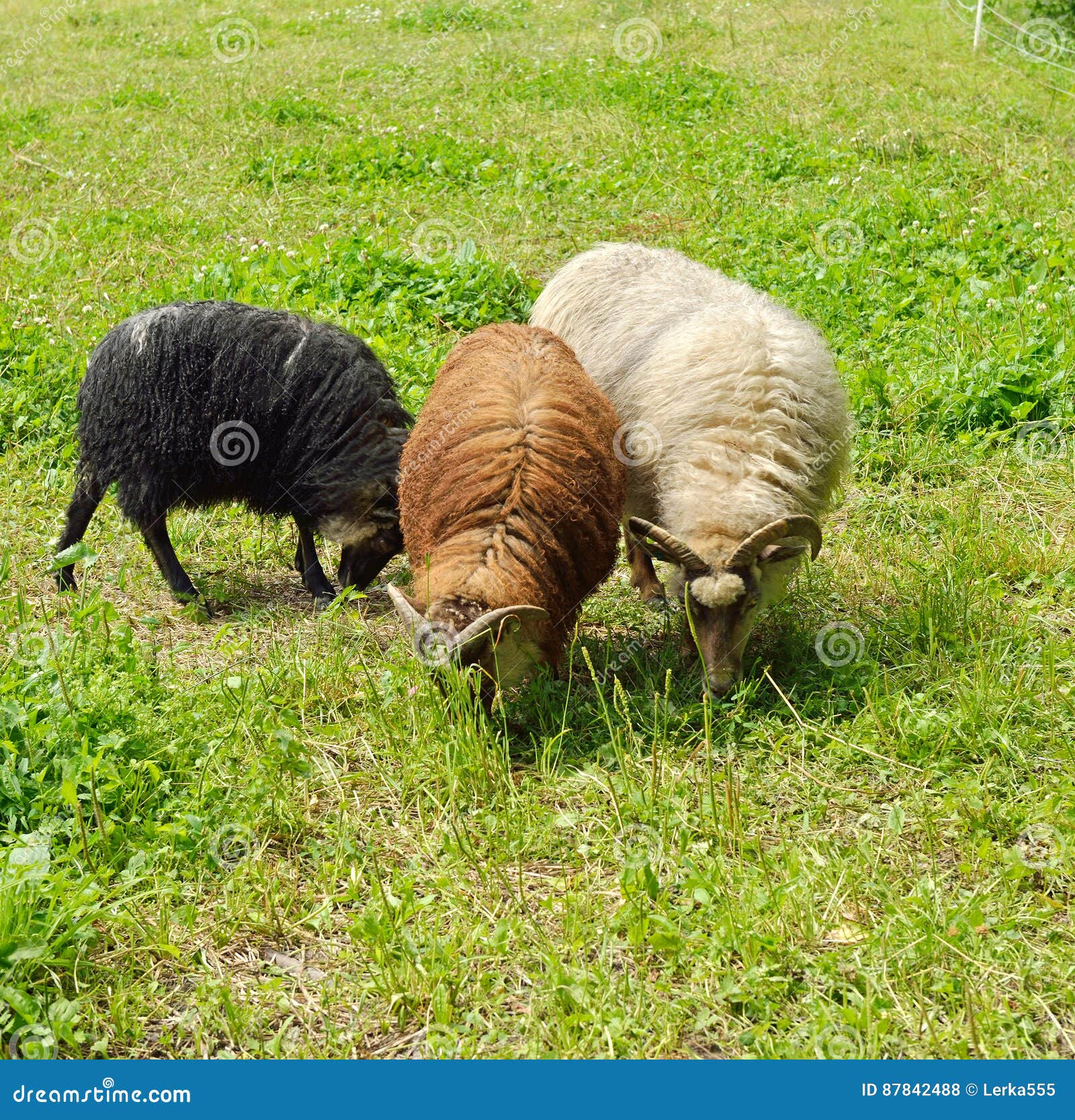 Villsau Sheep. Farm stock photo. Image of domestic, lamb - 87842488