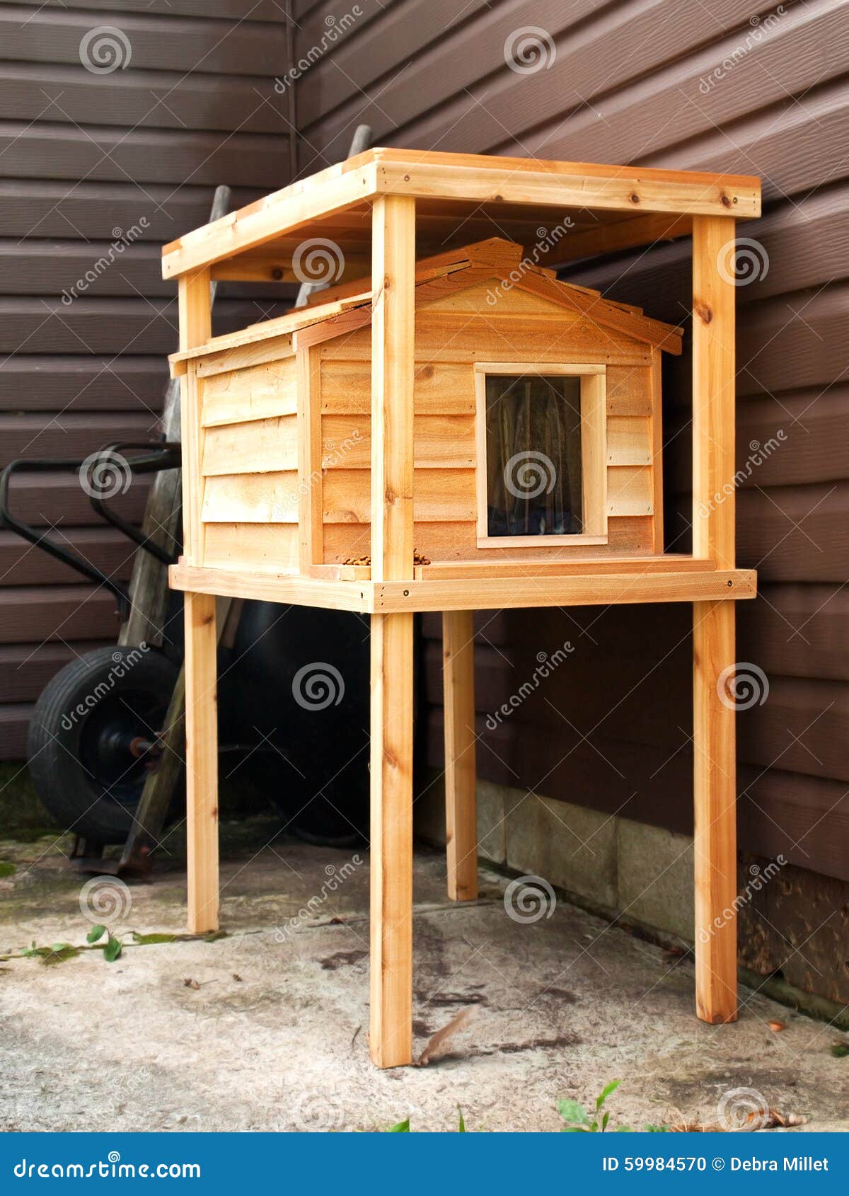 Vilt katthus arkivfoto. Bild av höjd, katter, cement - 59984570