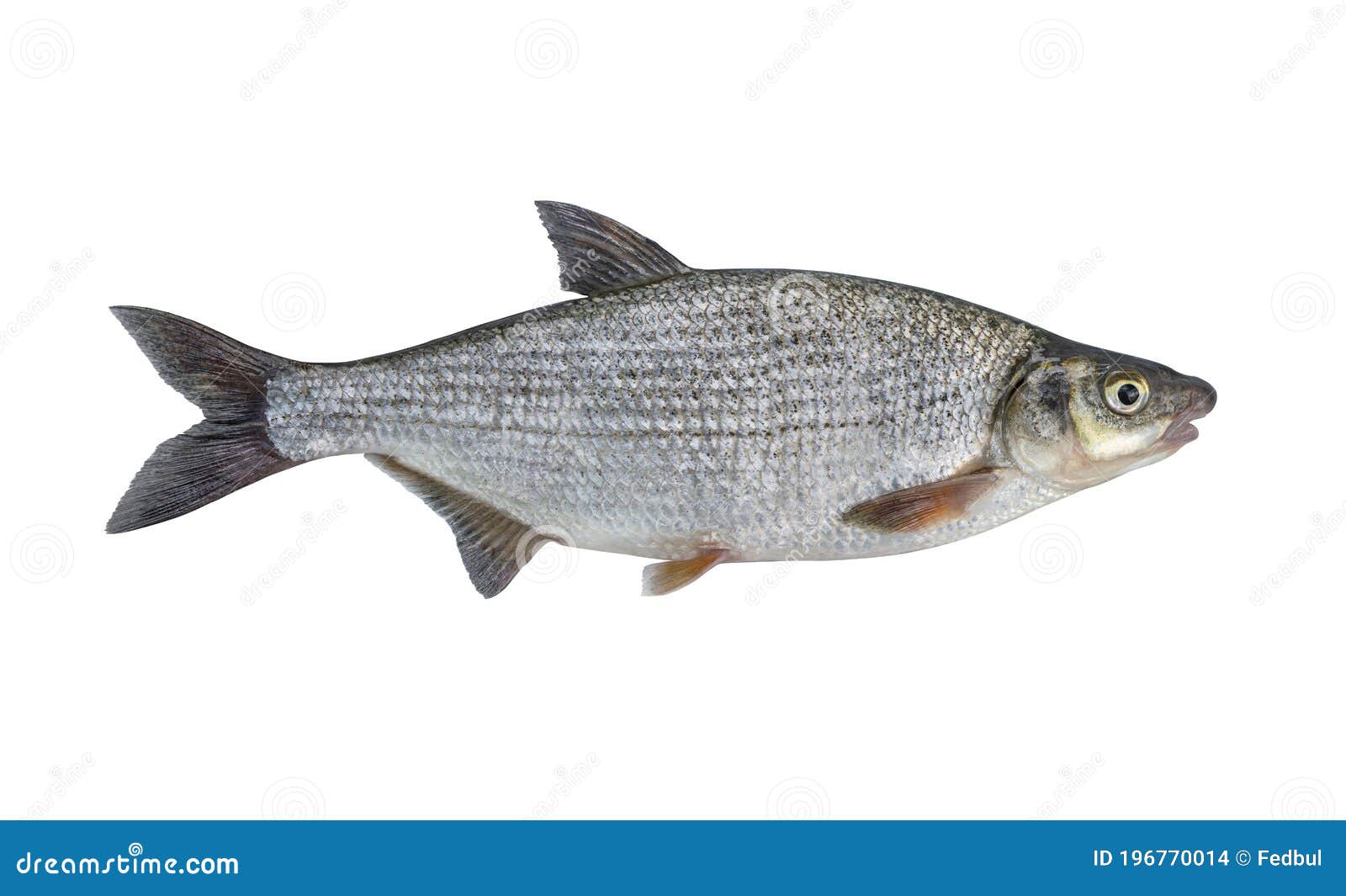 Fresh Alive White-eye Bream Fish Isolated On White Background. Ballerus ...