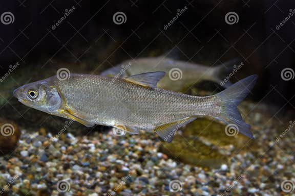 The Vimba Vimba Vimba Photography of a Freshwater Fish Stock Image ...