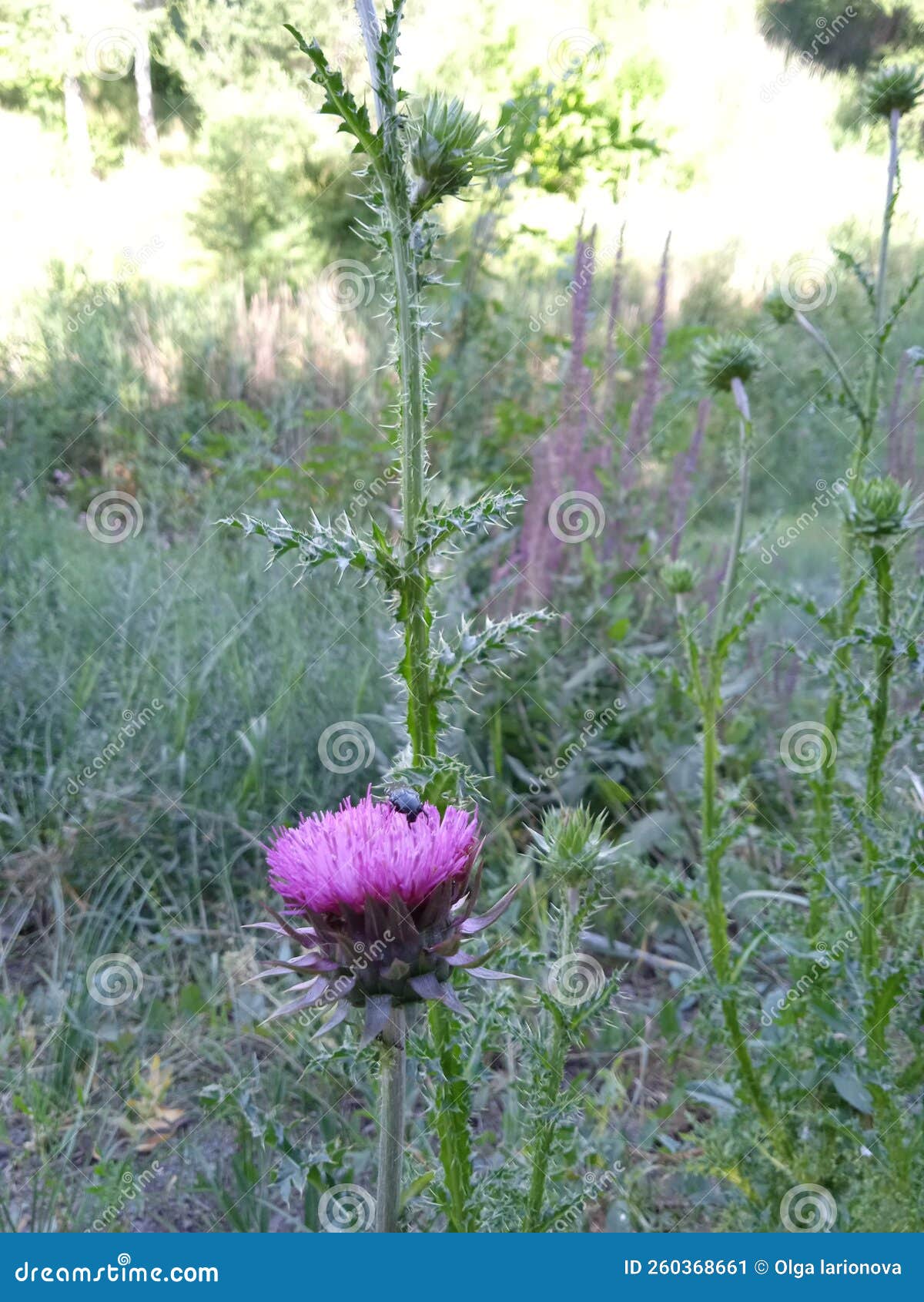 Vimes Stock Photos - Free & Royalty-Free Stock Photos from Dreamstime