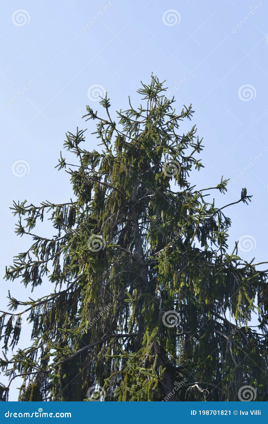 Viminalis Norway spruce stock image. Image of longbranch - 198701821
