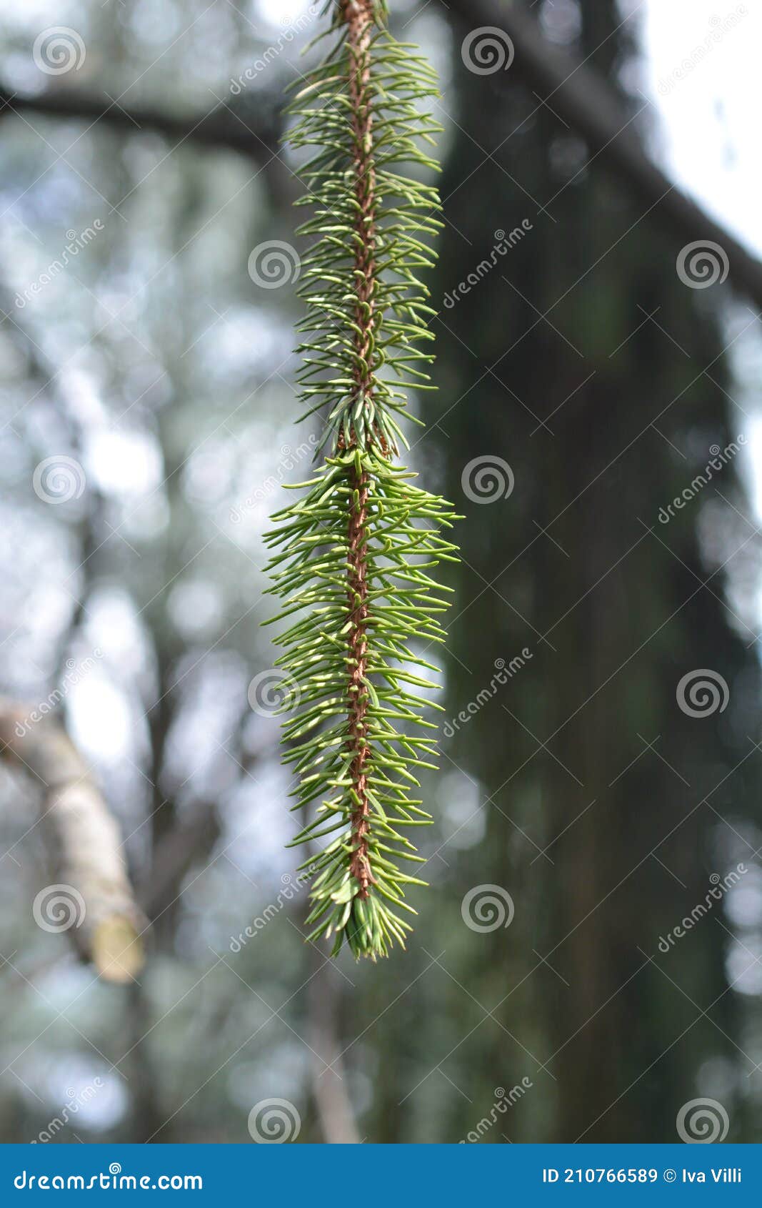 Viminalis Norway spruce stock image. Image of outdoors - 210766589